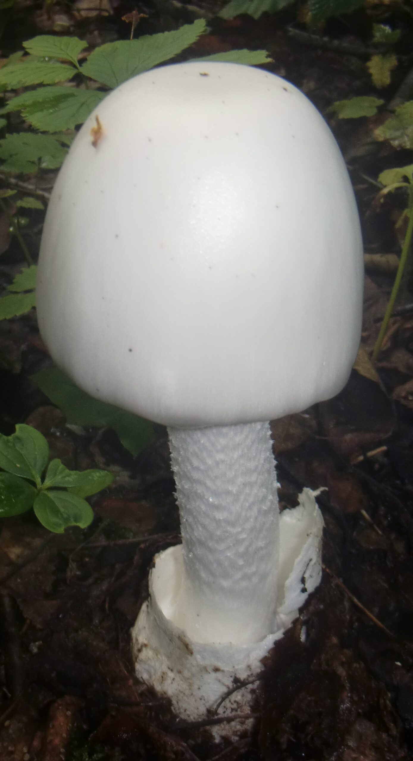 Amanite Vireuse | Fiche d'Identification | La Filière Mauricie