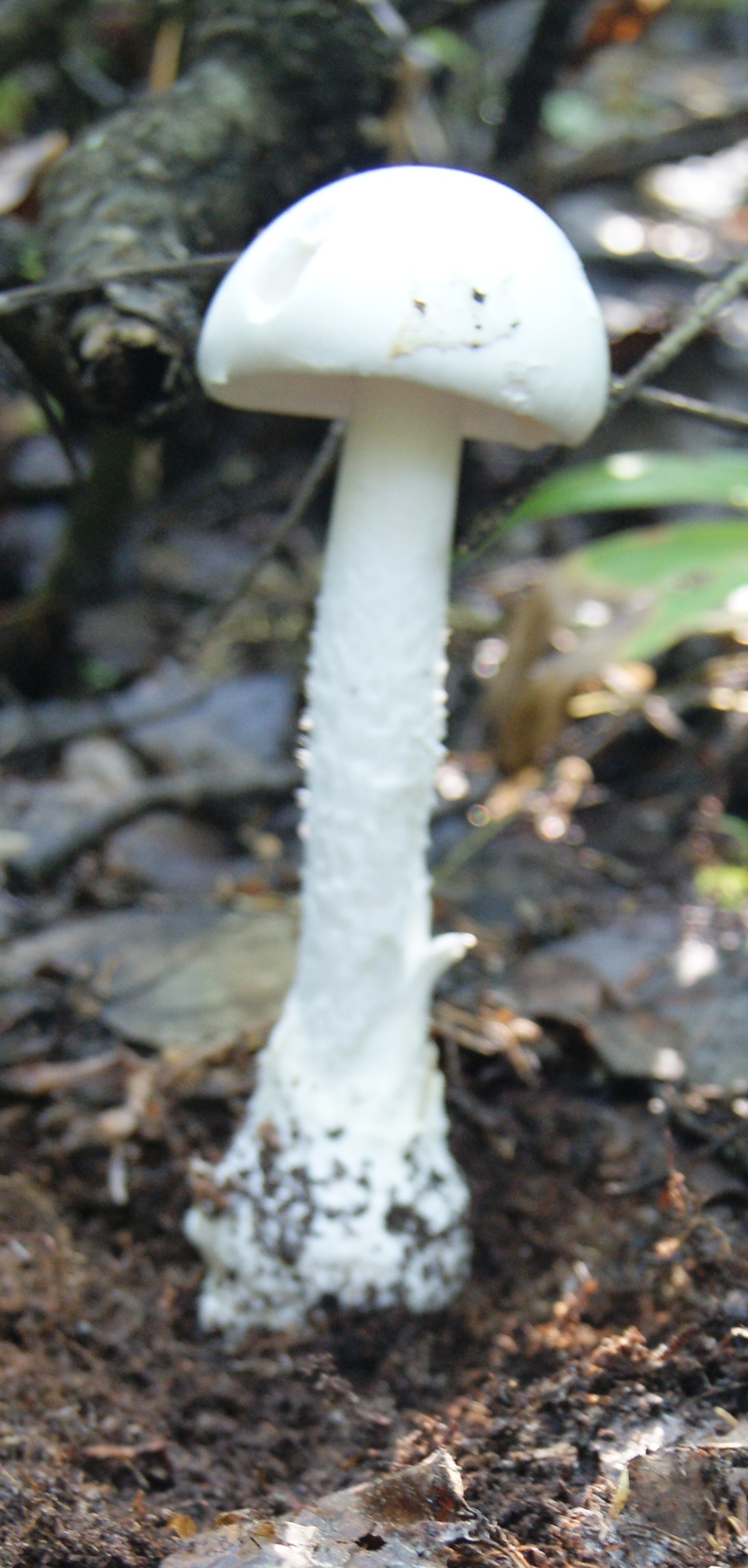 Amanite Vireuse | Fiche d'Identification | La Filière Mauricie