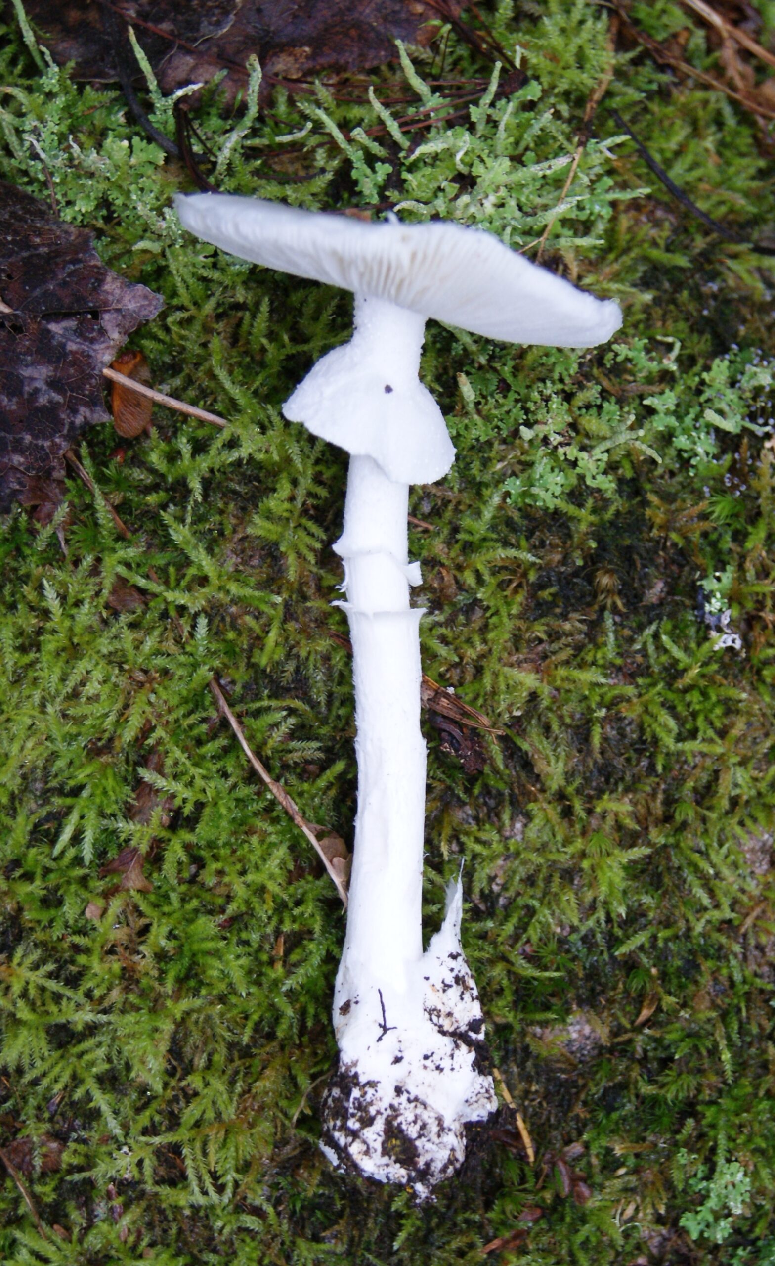 Amanite Vireuse | Fiche d'Identification | La Filière Mauricie
