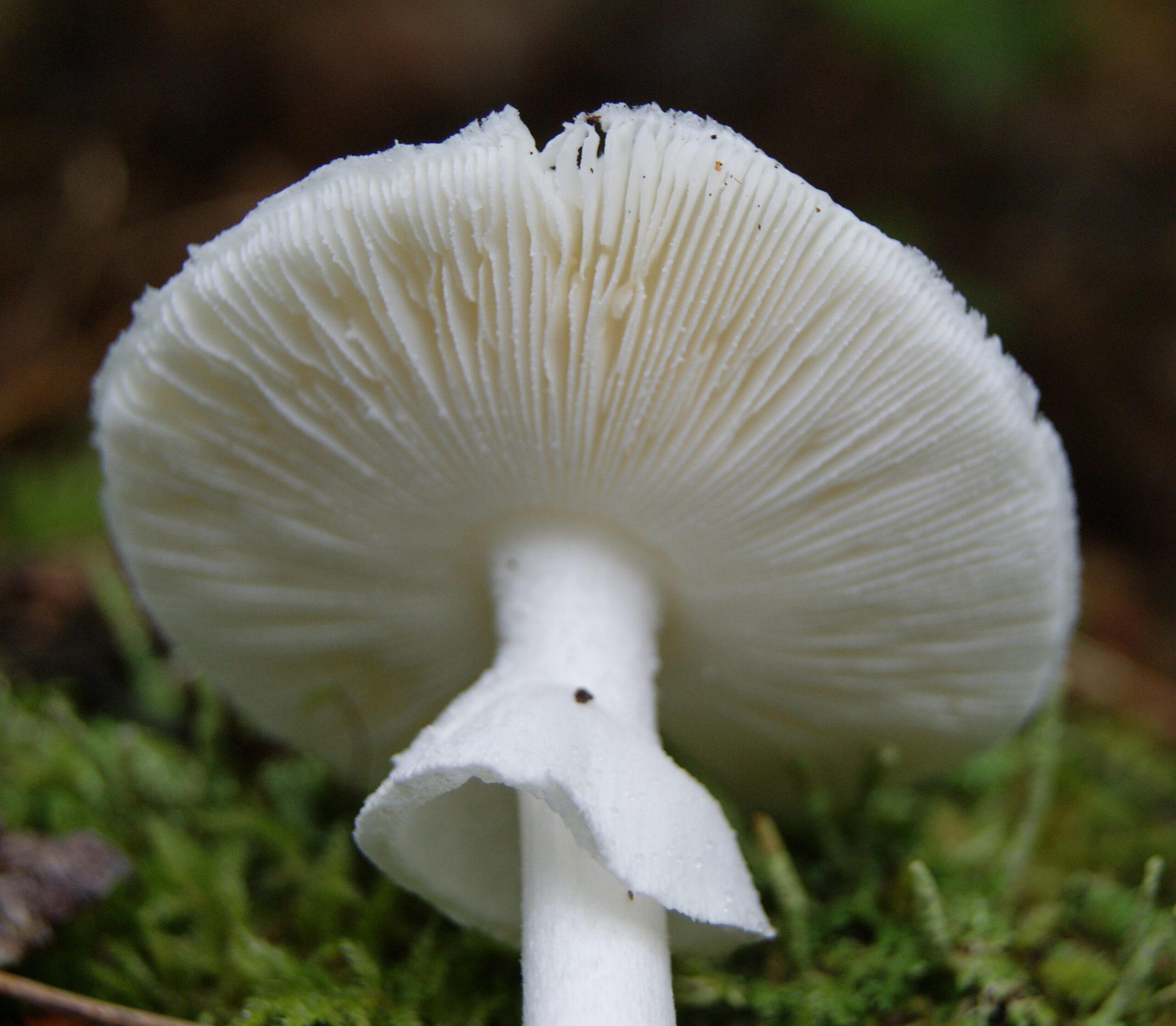 Amanite Vireuse | Fiche d'Identification | La Filière Mauricie