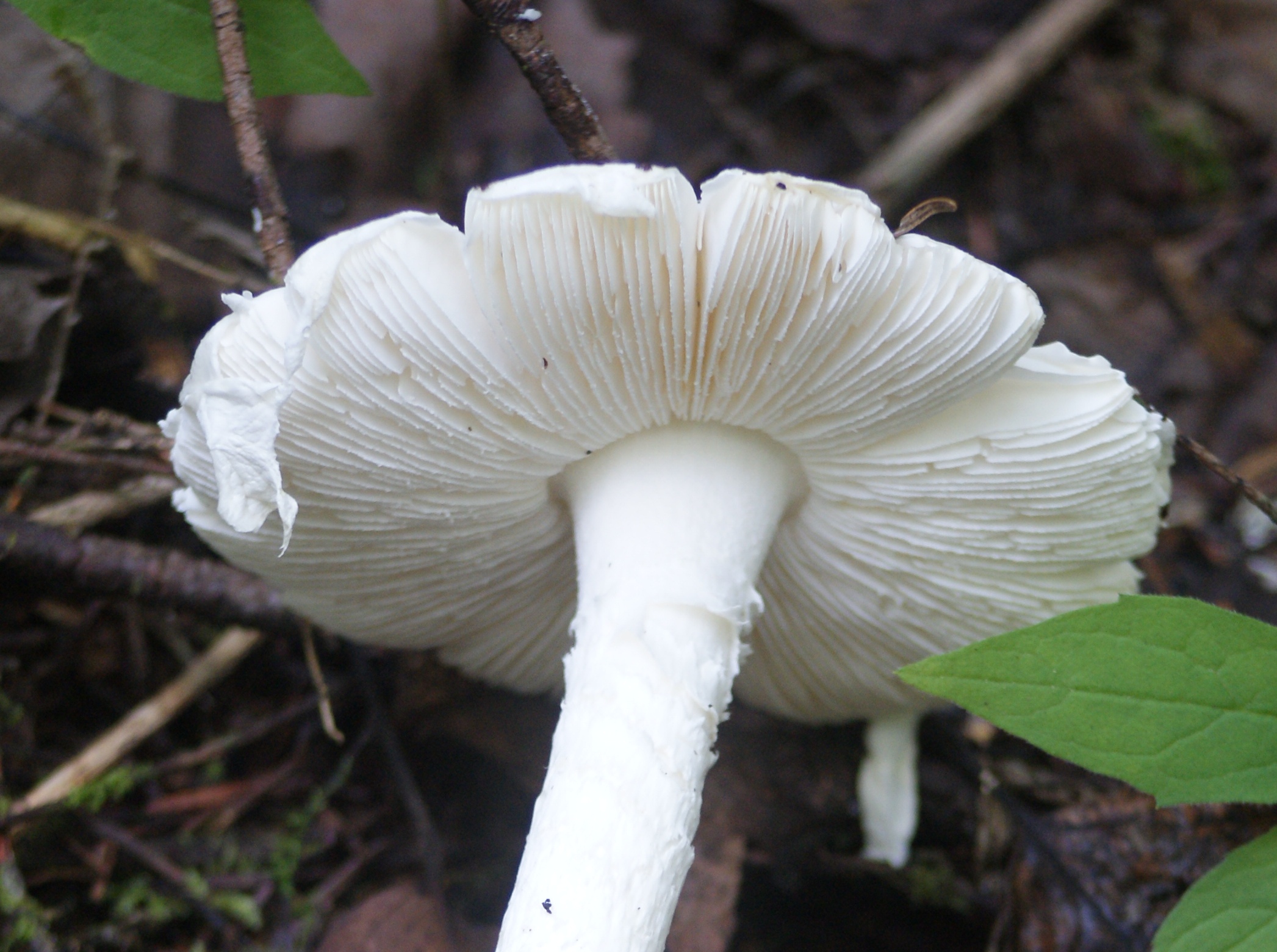 Amanite Vireuse | Fiche d'Identification | La Filière Mauricie