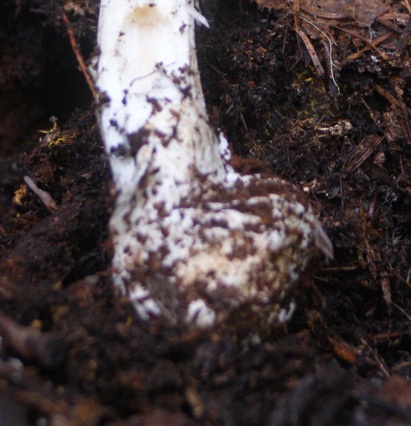 Amanite Vireuse | Fiche d'Identification | La Filière Mauricie