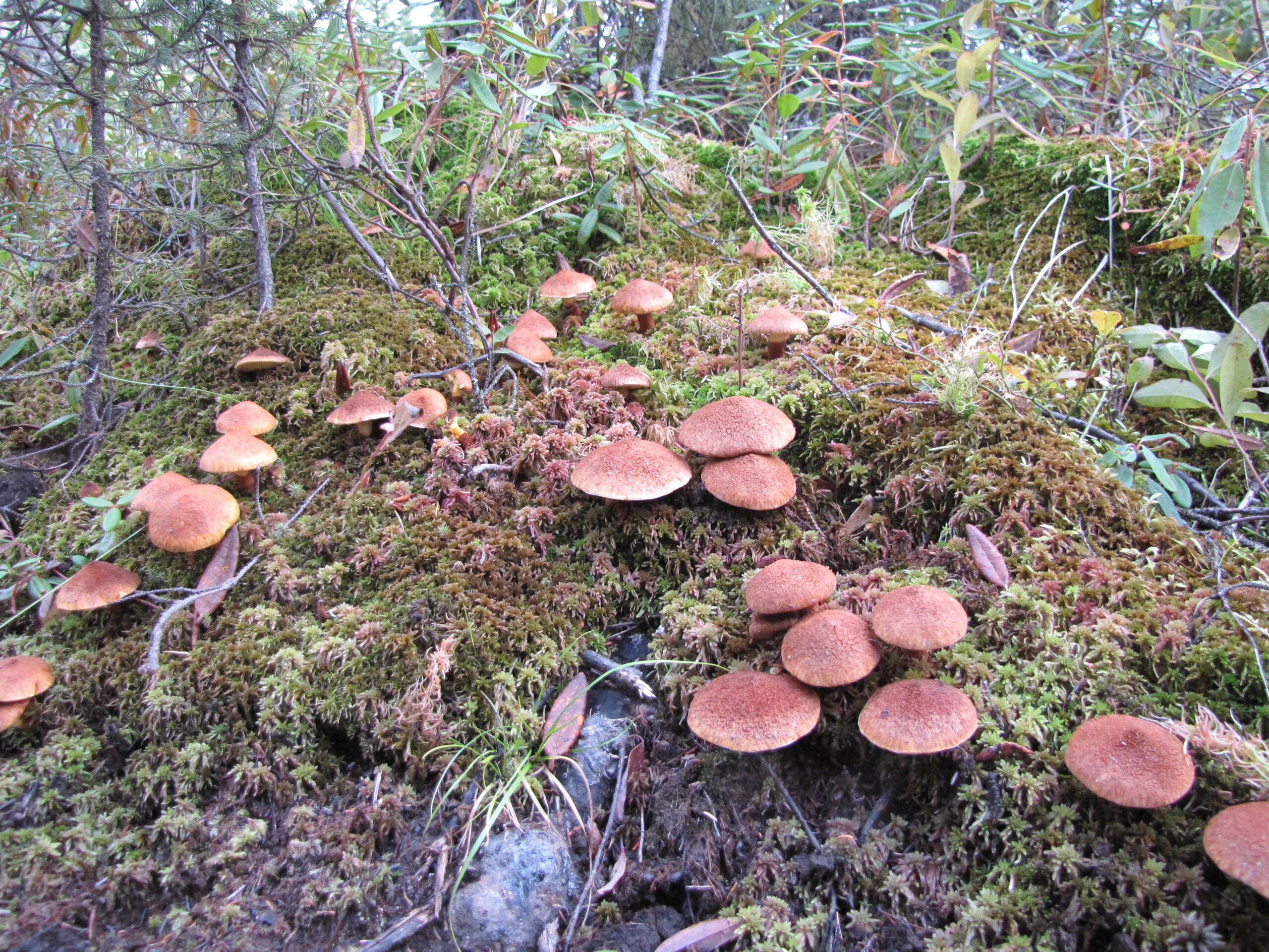 Bolet à Pied Creux | Fiche Champignon | La Filière Mauricie