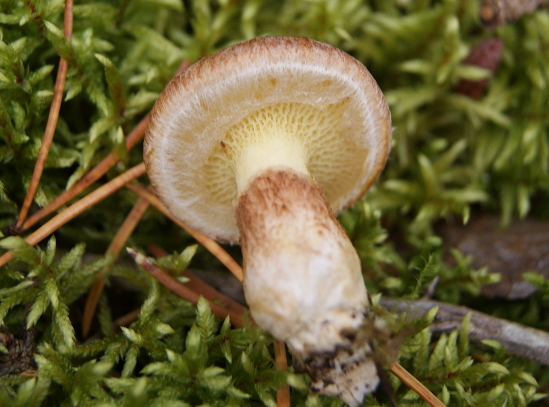 Bolet à Pied Creux | Fiche Champignon | La Filière Mauricie