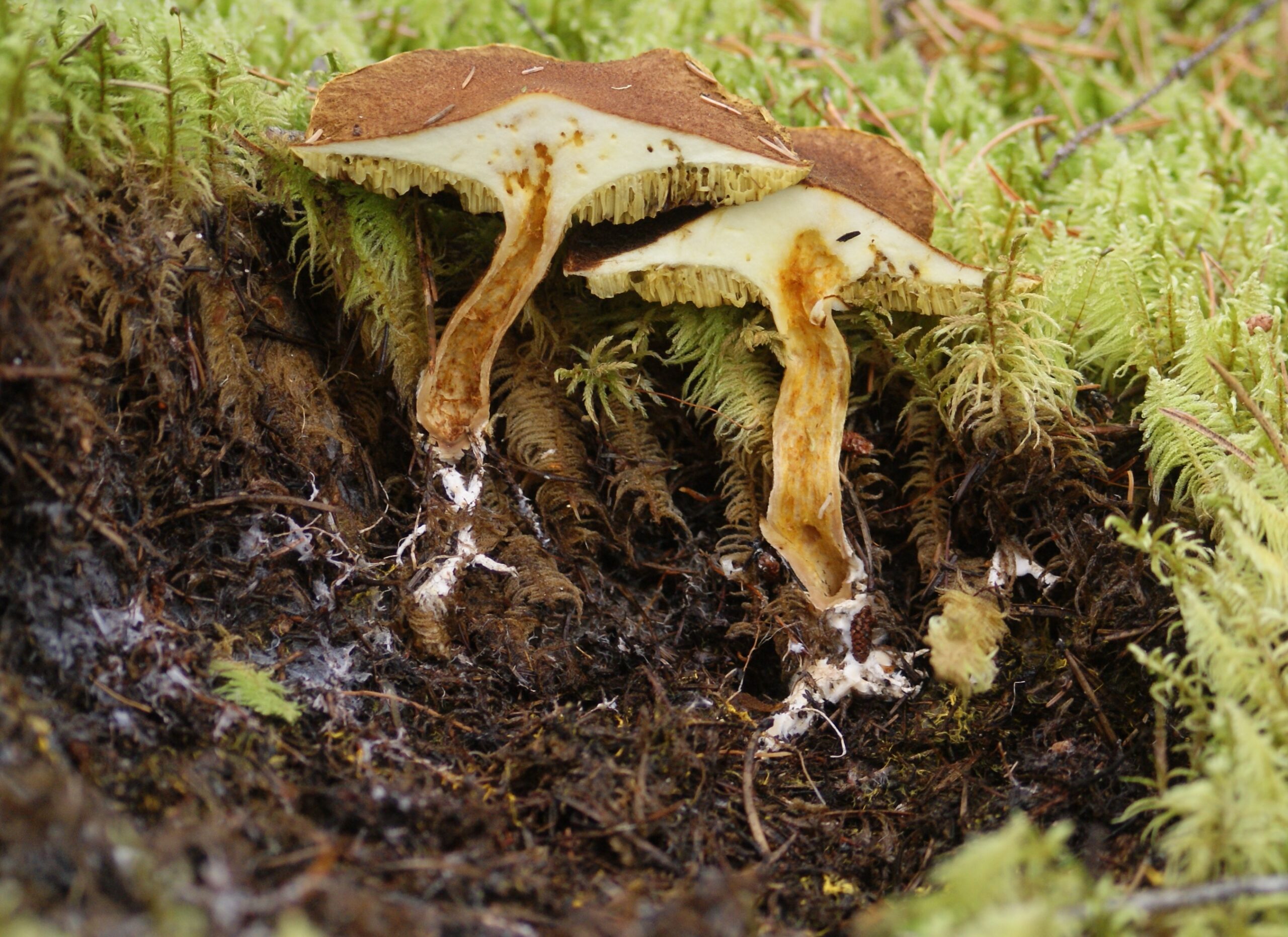 Bolet à Pied Creux | Fiche Champignon | La Filière Mauricie