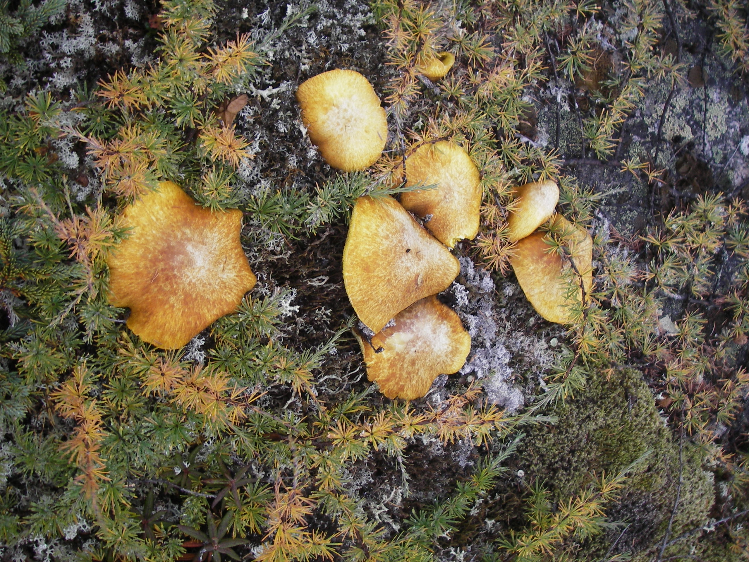 Bolet à Pied Creux | Fiche Champignon | La Filière Mauricie