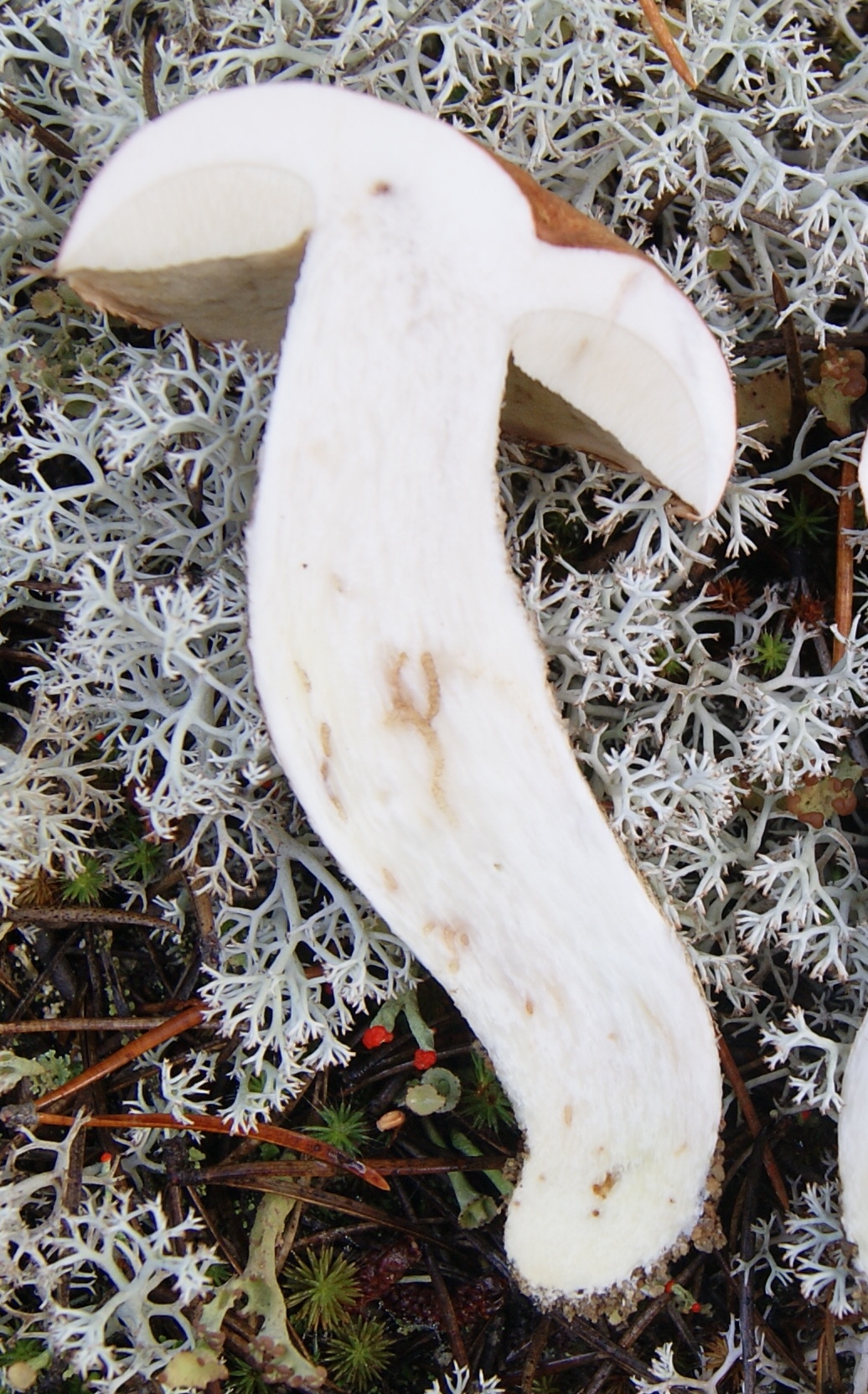 Bolet rugueux - Bolet scabreux - Camail - La Filière Mauricie