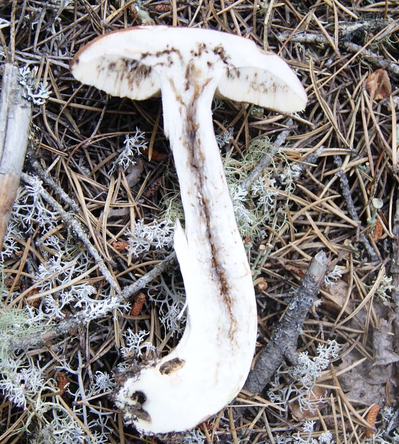 Bolet rugueux - Bolet scabreux - Camail - La Filière Mauricie
