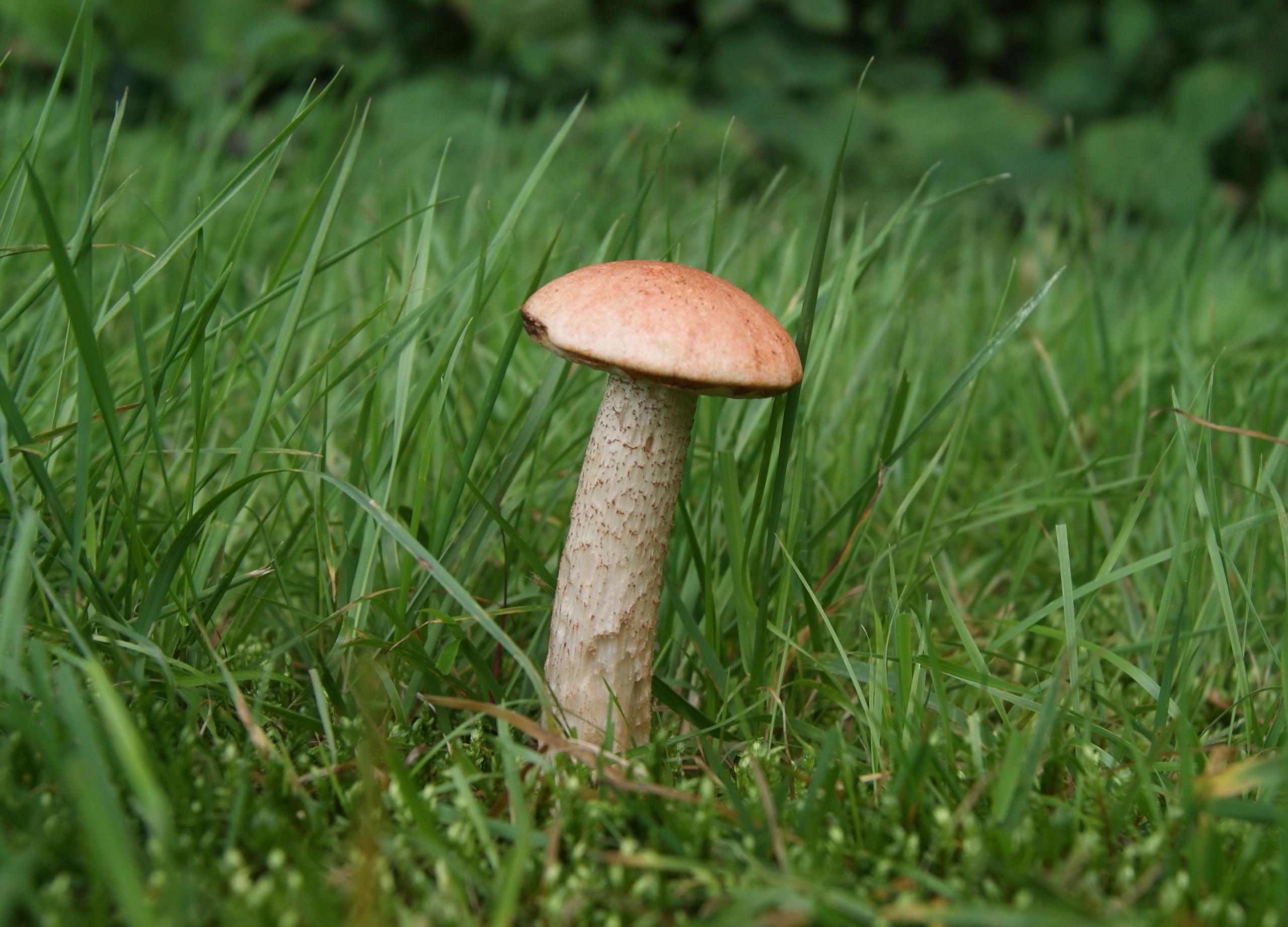 Bolet Rugueux (Scabreux, Camail) | La Filière Mauricie