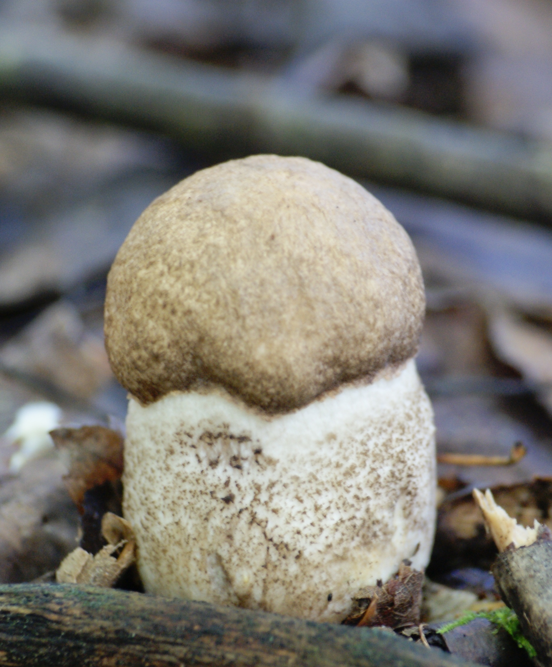 Bolet Rugueux (Scabreux, Camail) | La Filière Mauricie