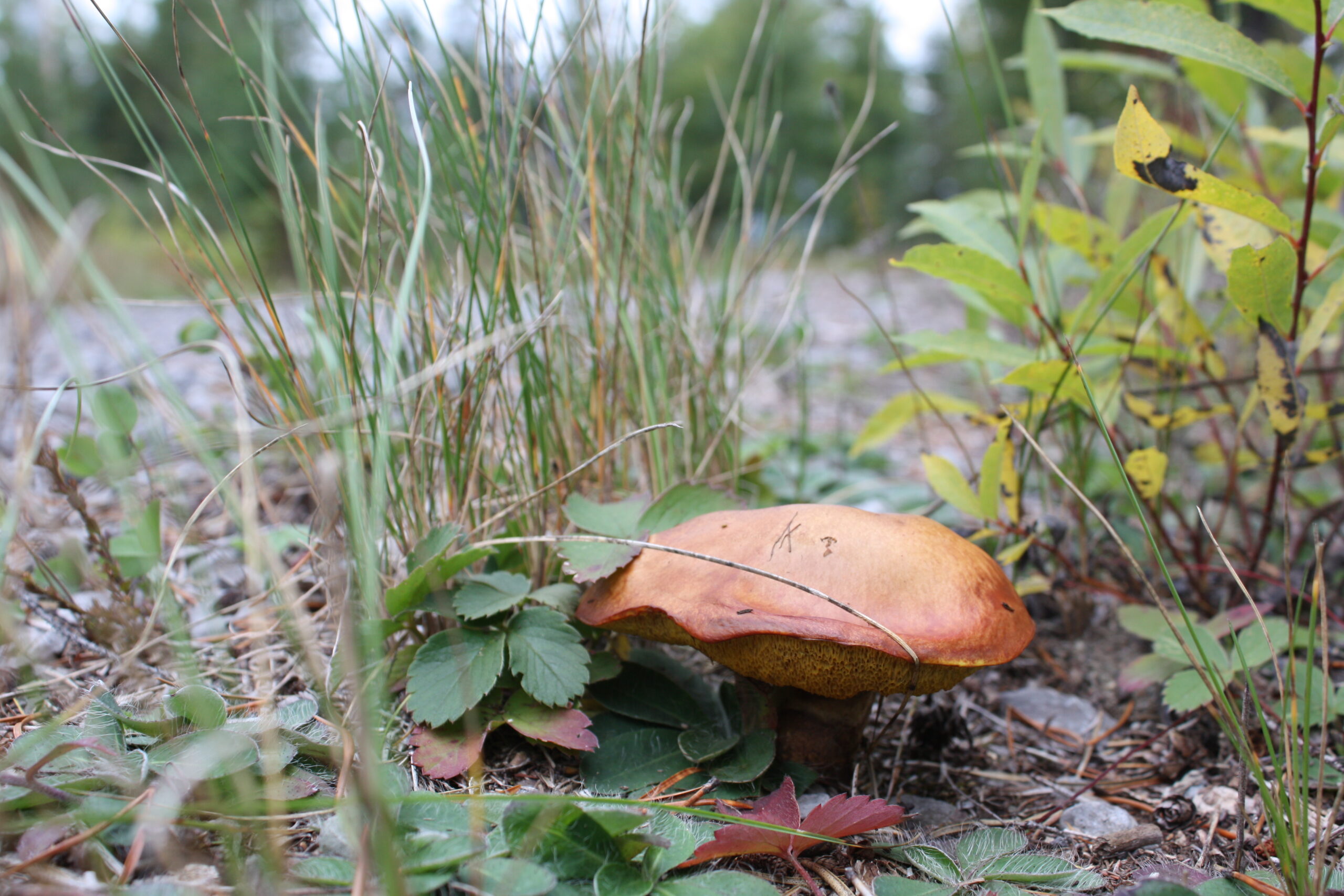 Bolet de Gréville | Fiche Champignon | La Filière Mauricie