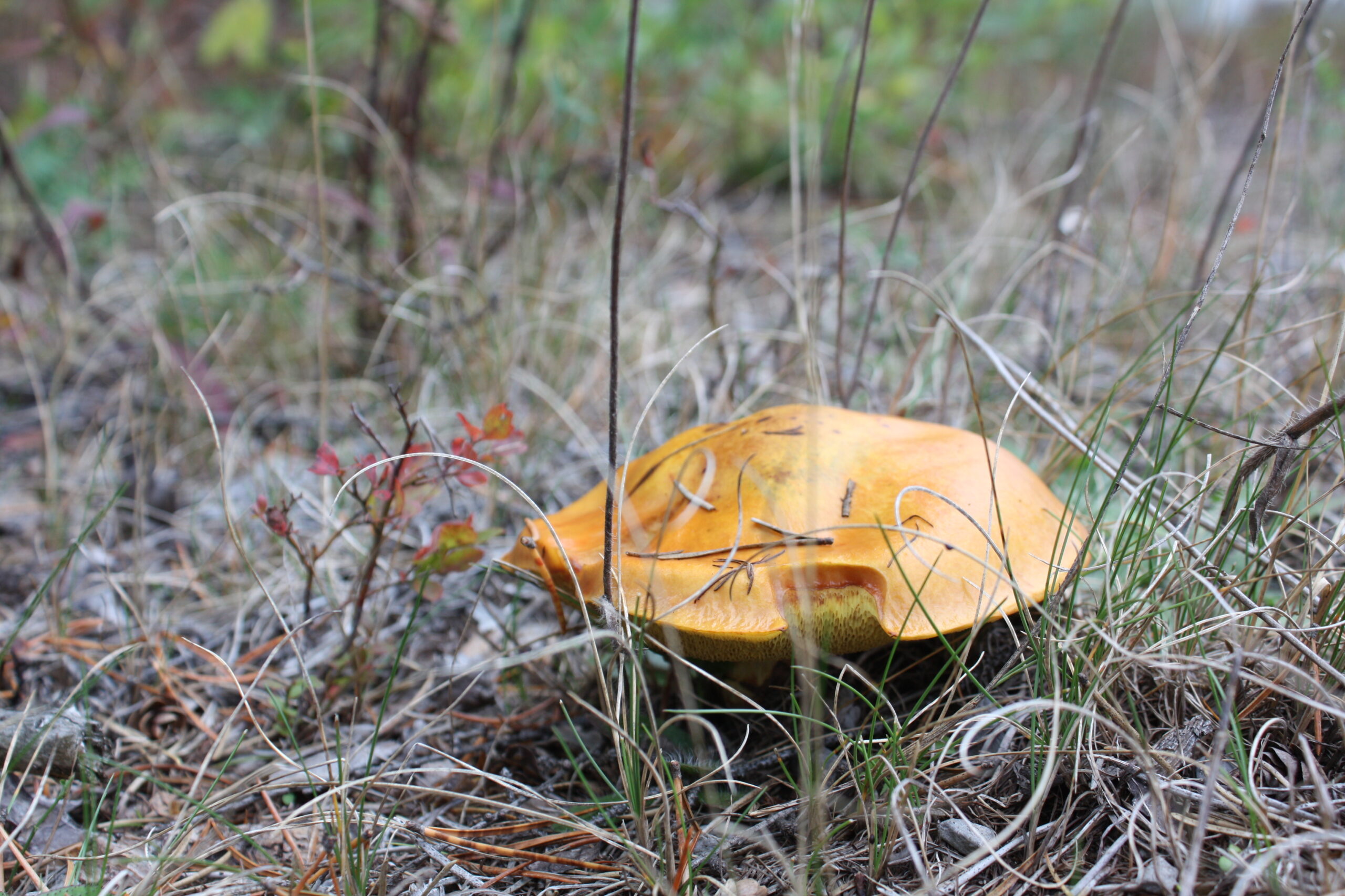 Bolet de Gréville | Fiche Champignon | La Filière Mauricie