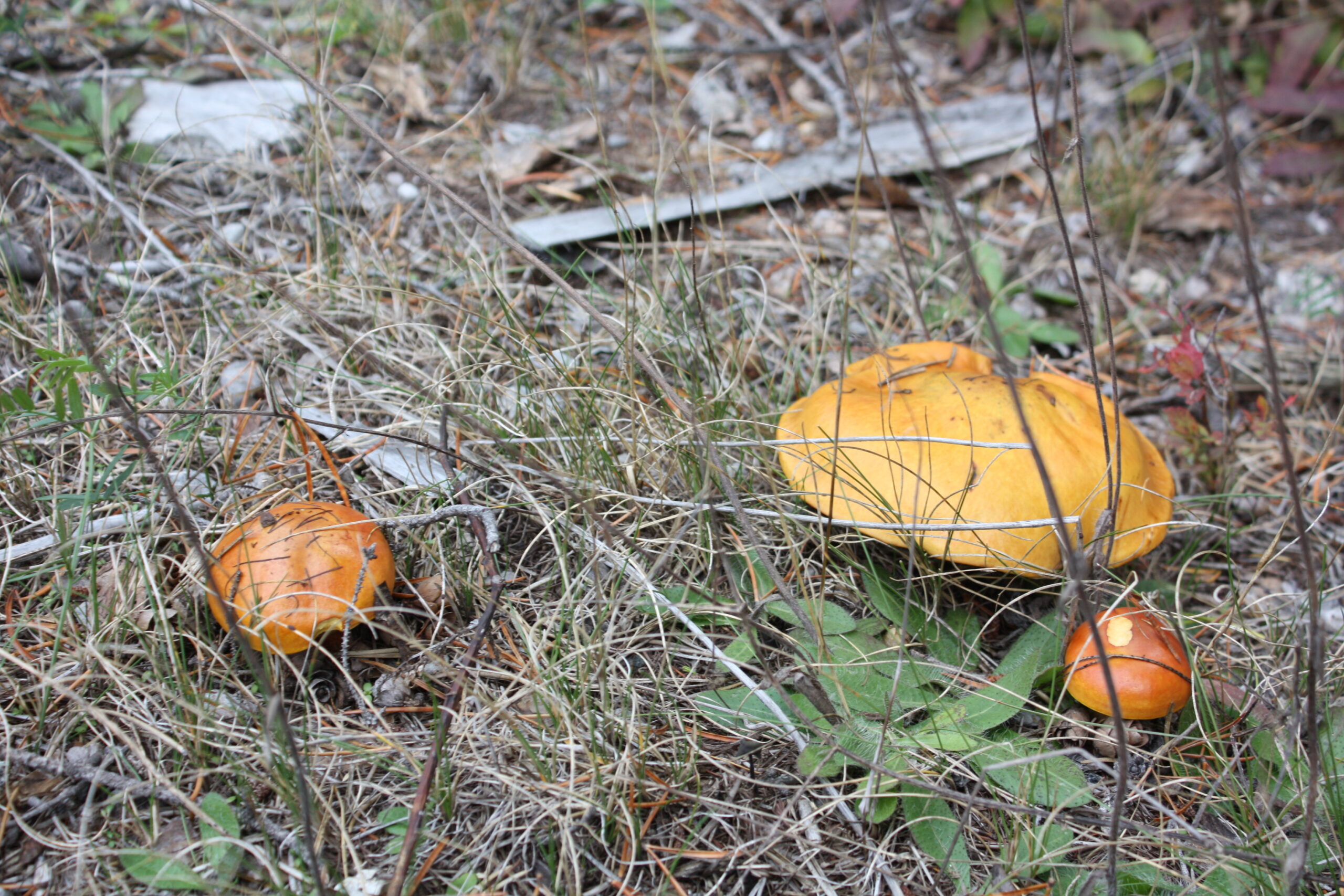 Bolet de Gréville | Fiche Champignon | La Filière Mauricie