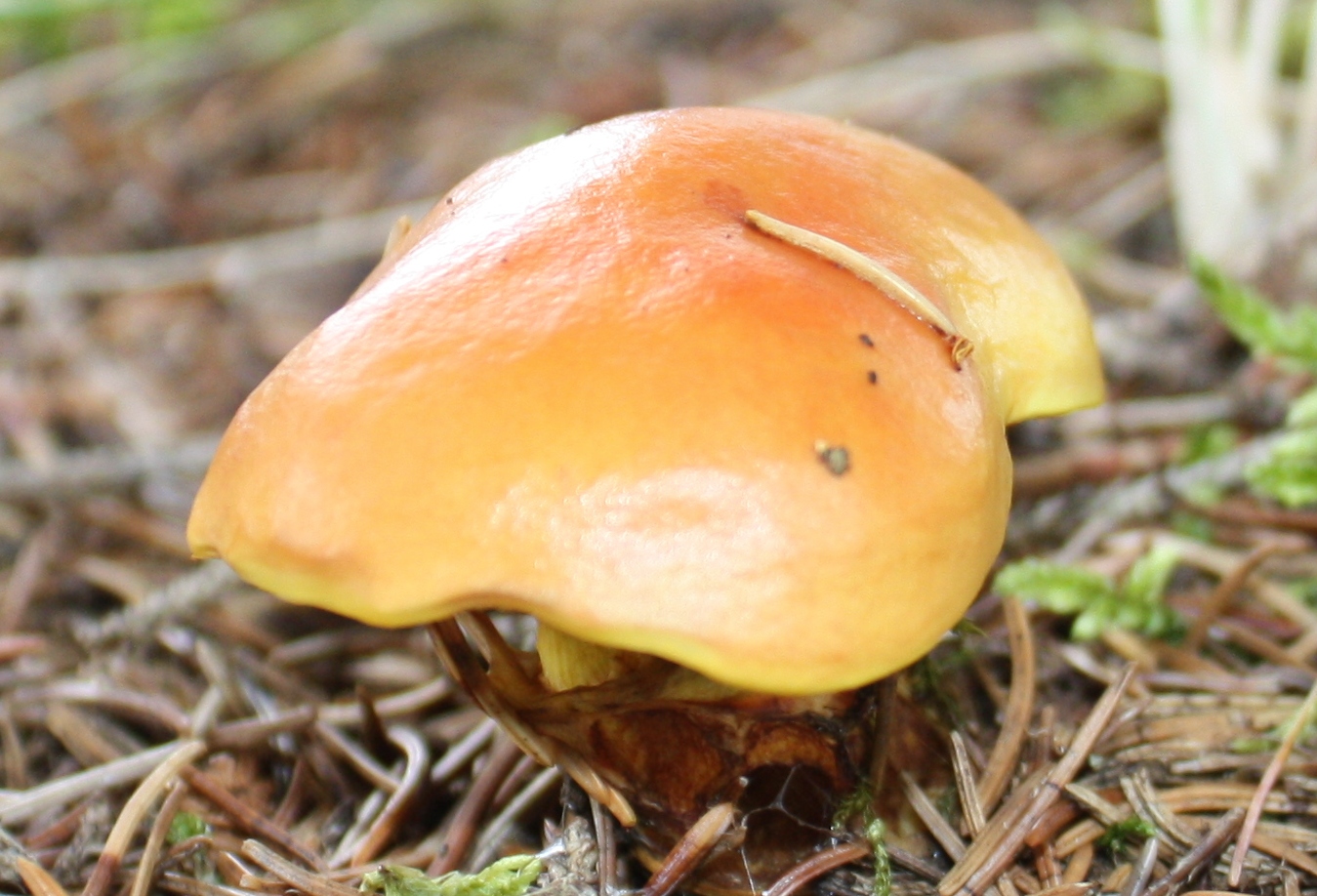 Bolet de Gréville | Fiche Champignon | La Filière Mauricie