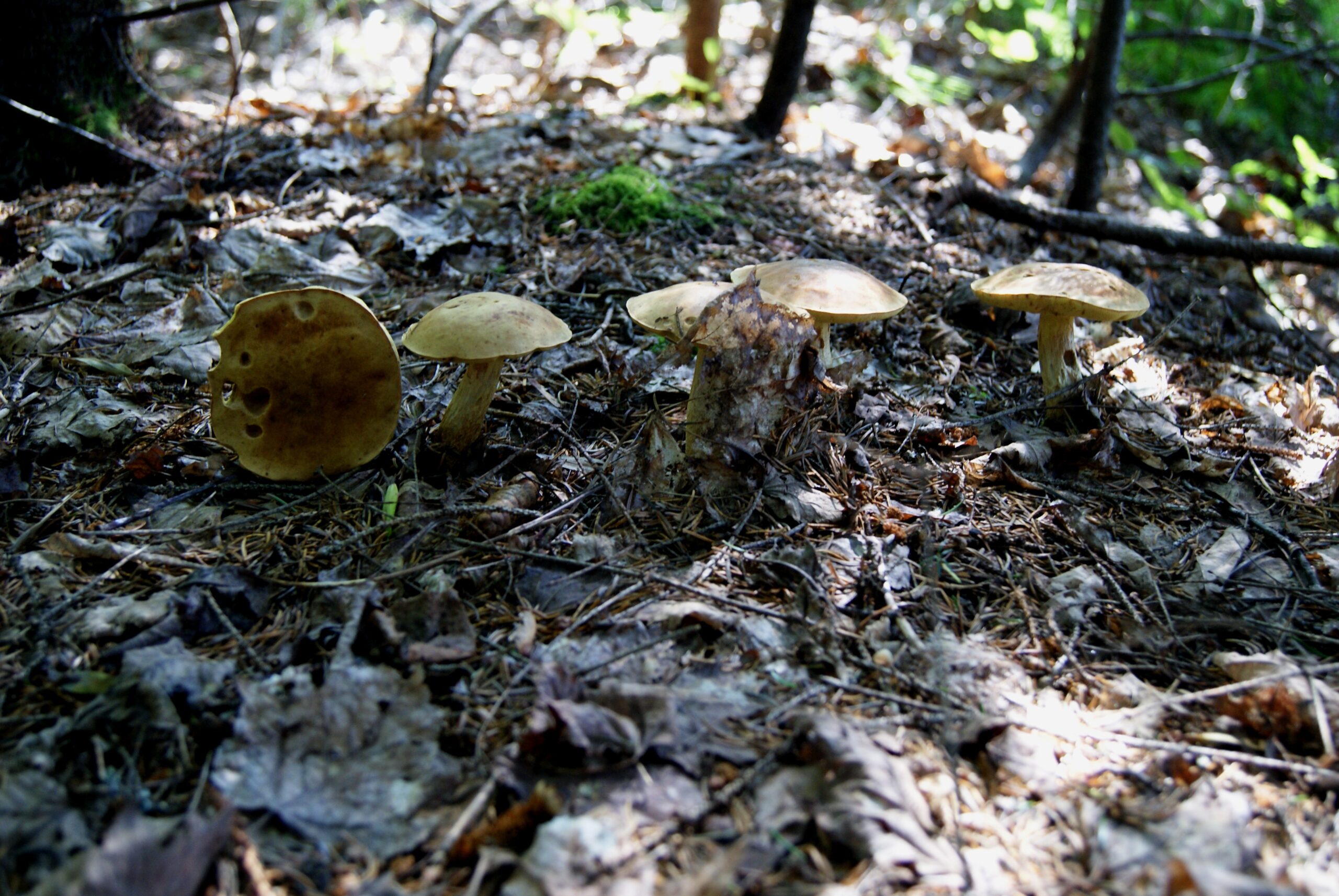 Bolet à Pied Glabrescent | Fiche Champignon | La Filière Mauricie