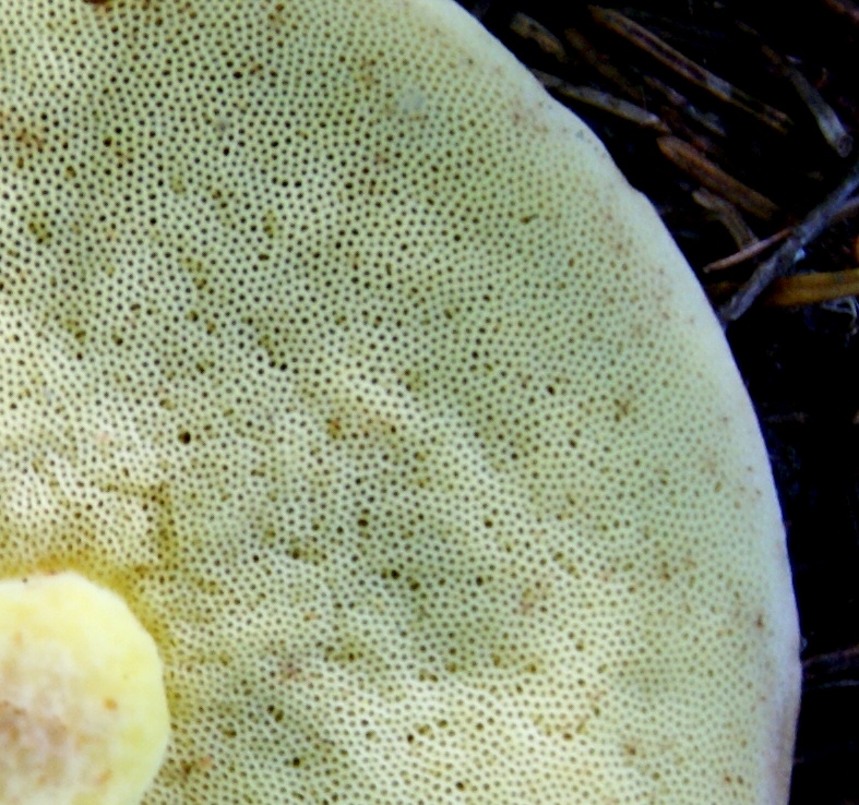 Bolet à Pied Glabrescent | Fiche Champignon | La Filière Mauricie