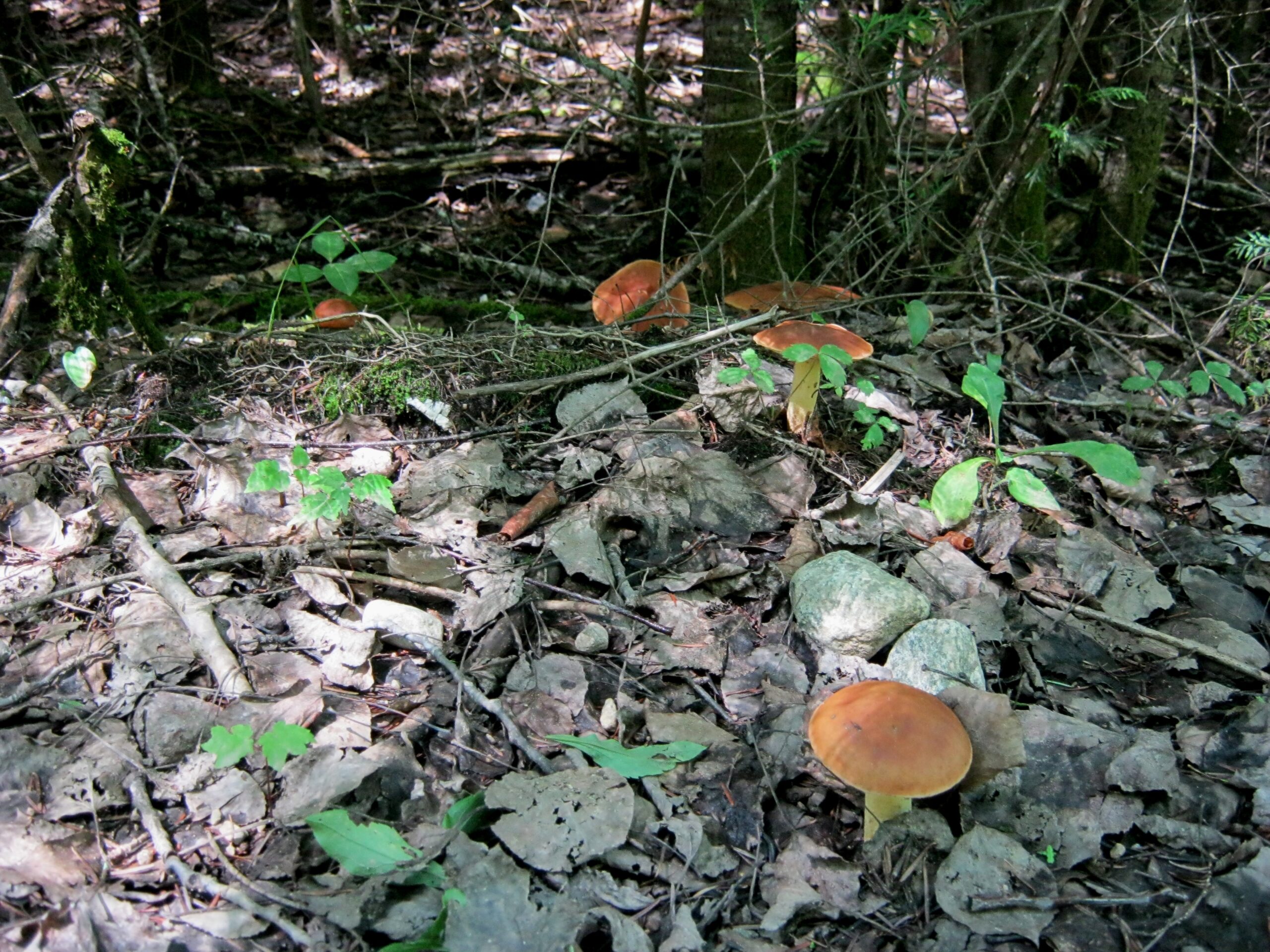 Bolet à Pied Glabrescent | Fiche Champignon | La Filière Mauricie