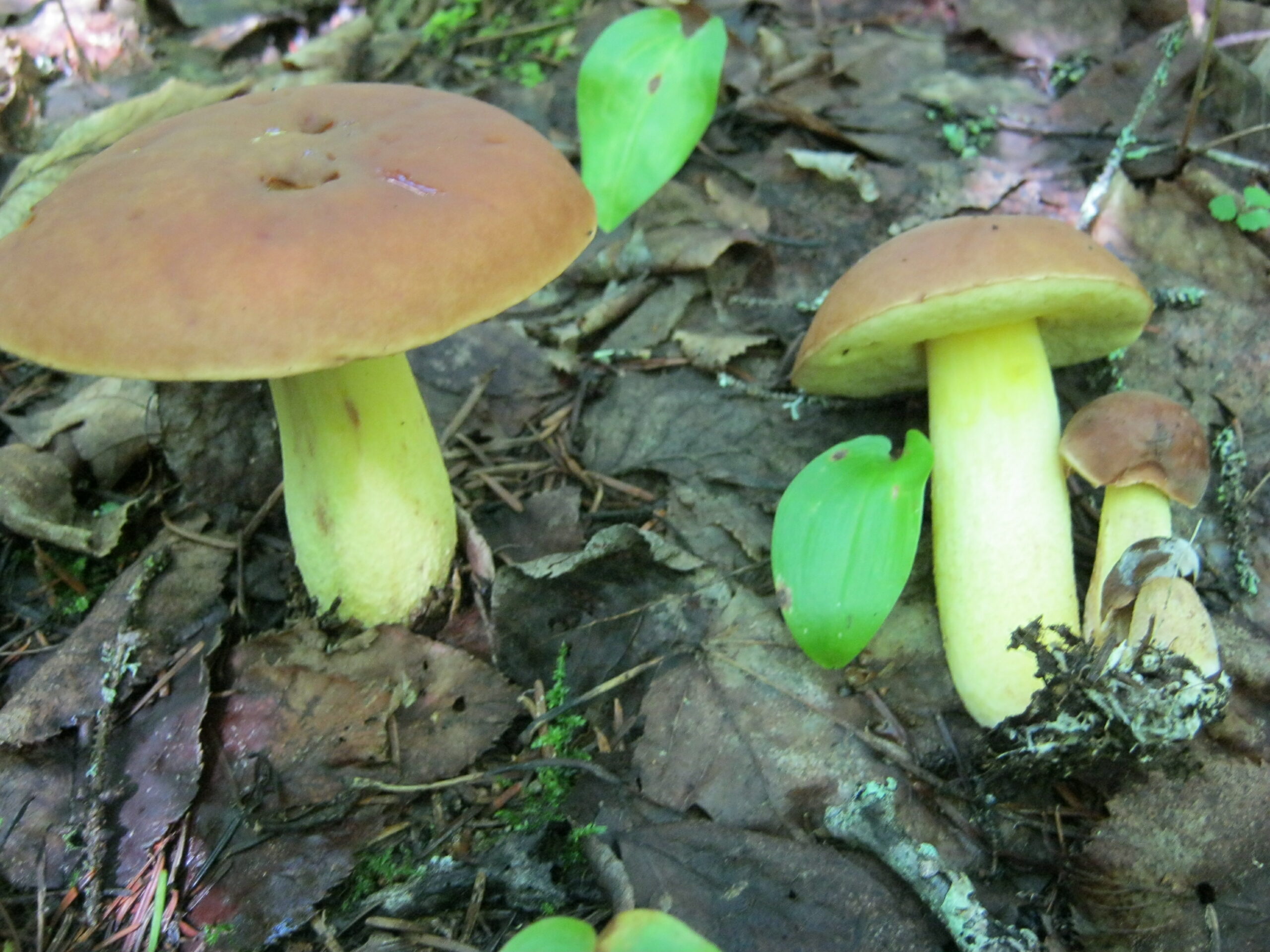 Bolet à Pied Glabrescent | Fiche Champignon | La Filière Mauricie