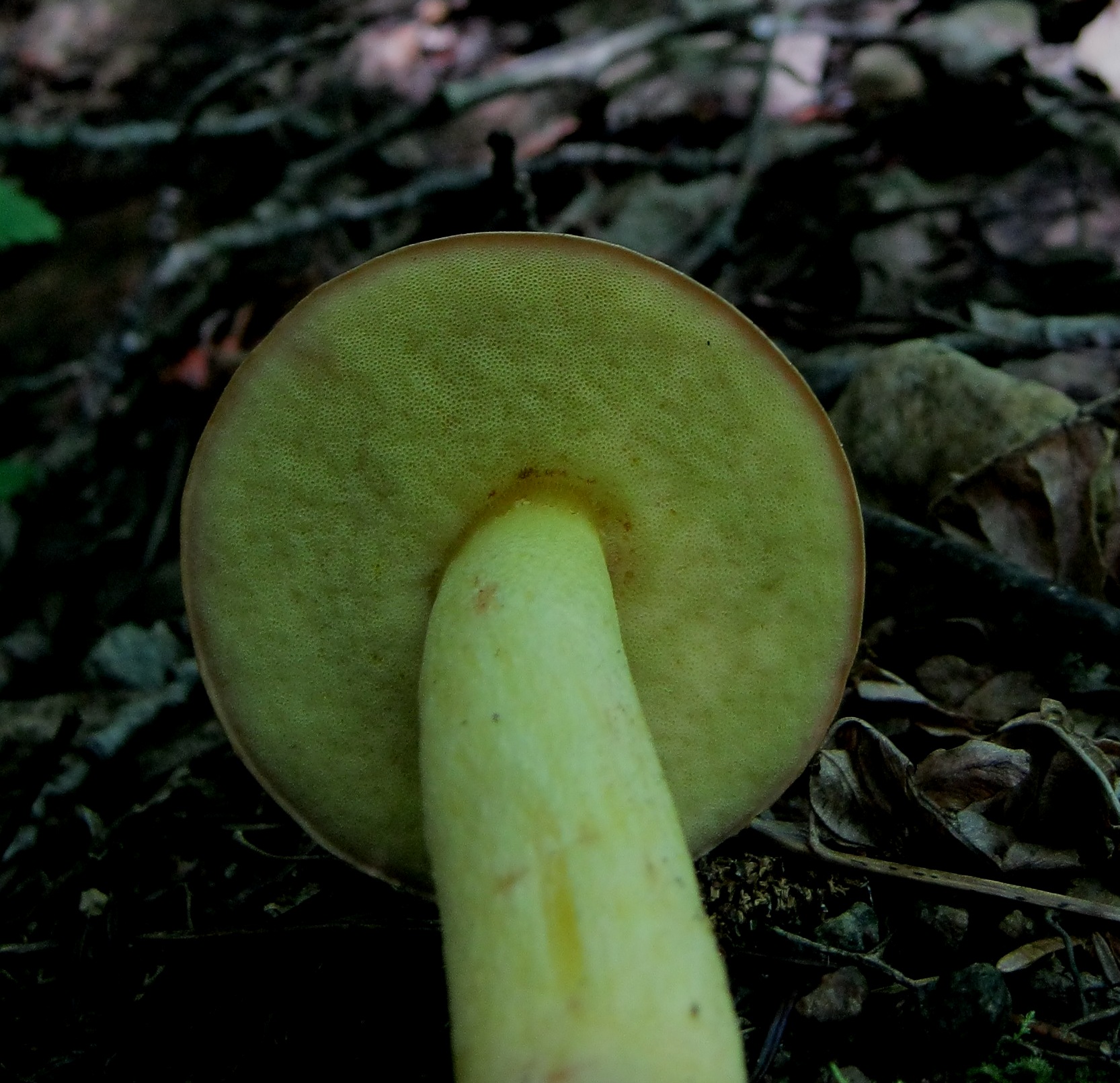 Bolet à Pied Glabrescent | Fiche Champignon | La Filière Mauricie