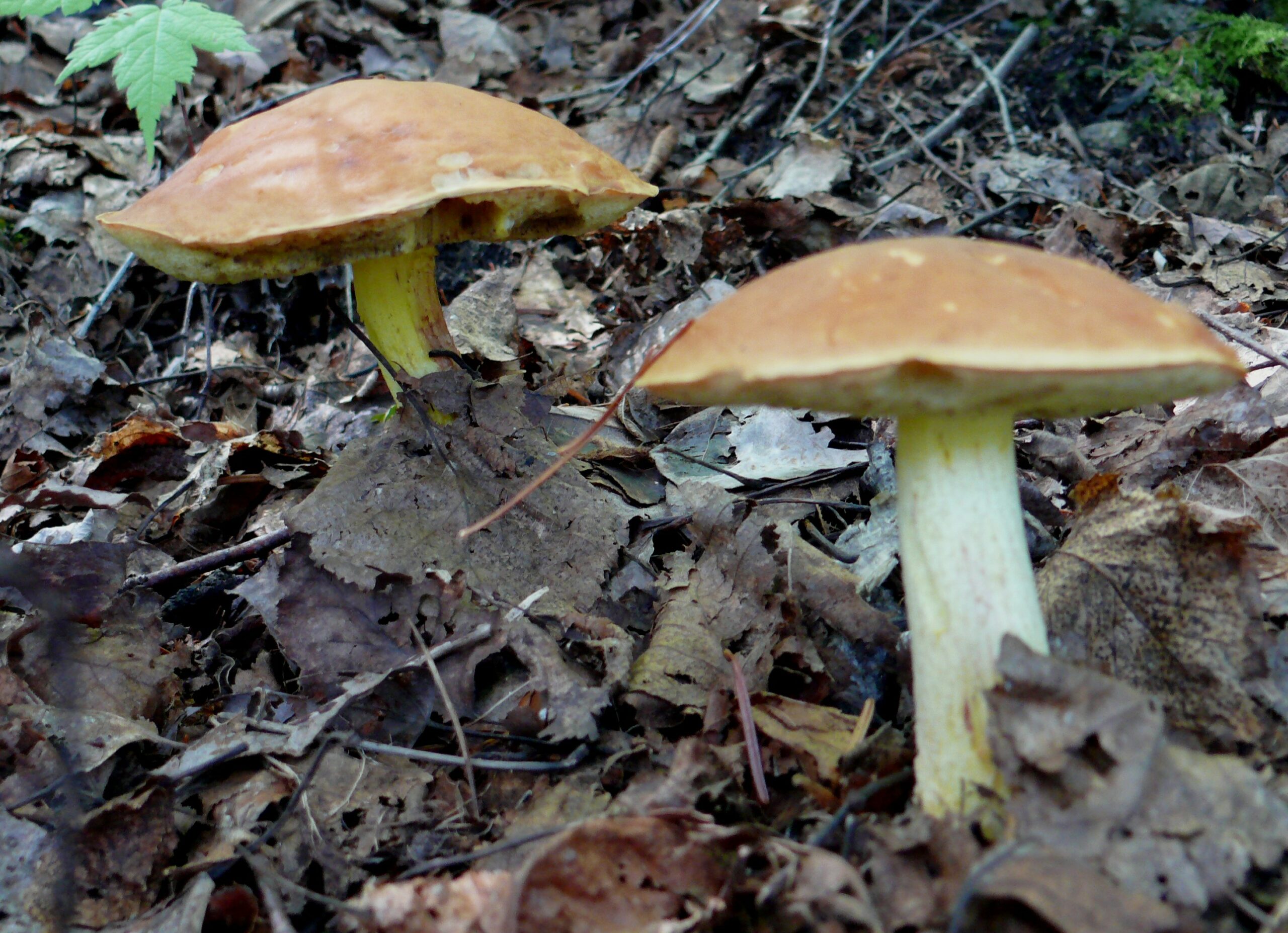 Bolet à Pied Glabrescent | Fiche Champignon | La Filière Mauricie