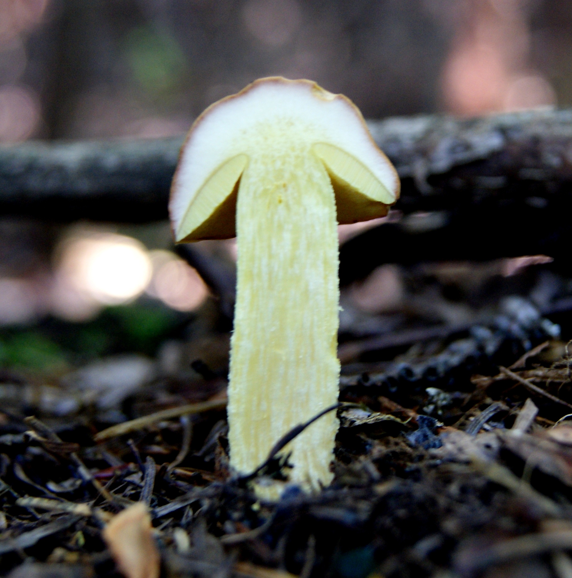 Bolet à Pied Glabrescent | Fiche Champignon | La Filière Mauricie