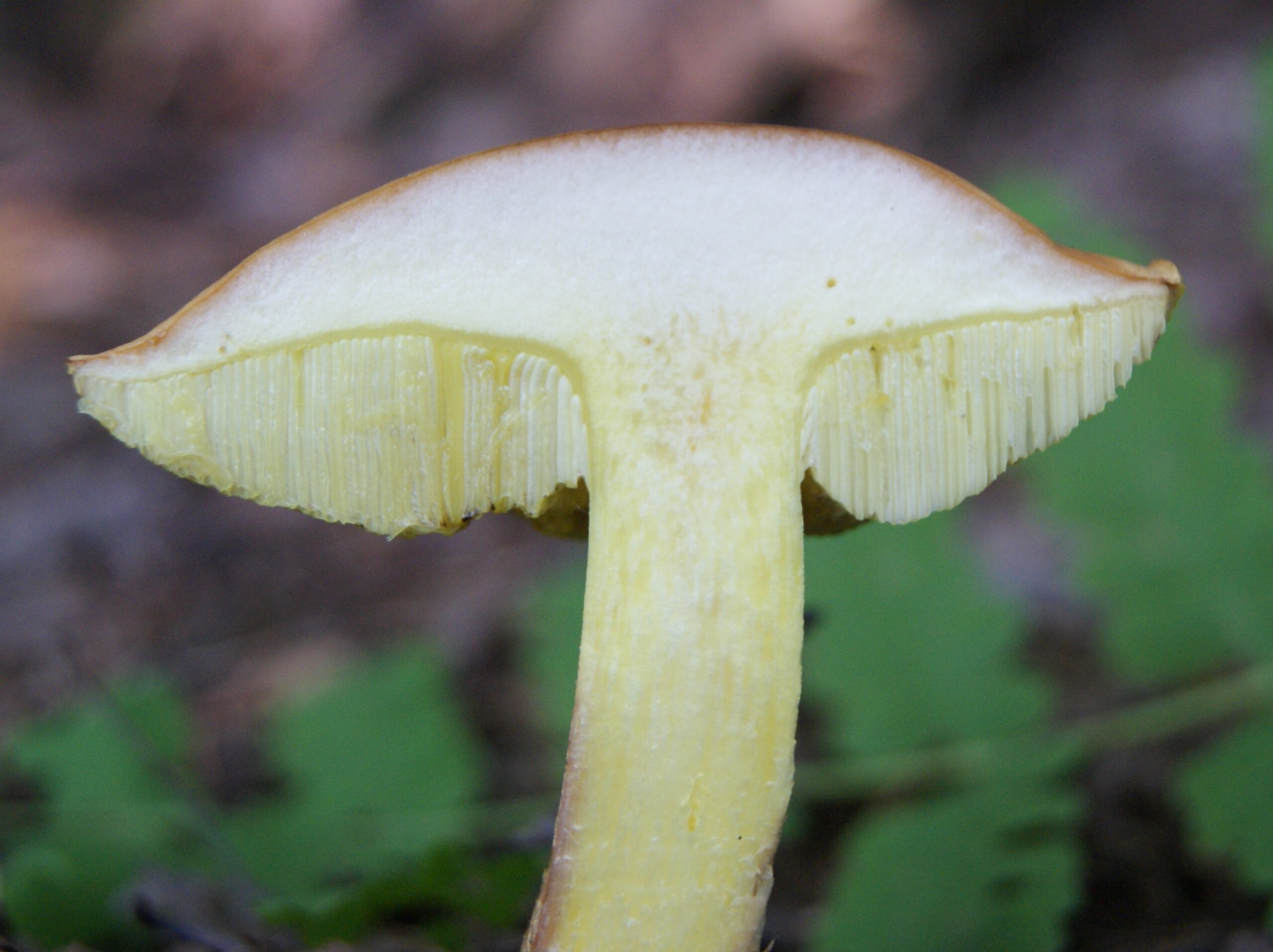 Bolet à Pied Glabrescent | Fiche Champignon | La Filière Mauricie