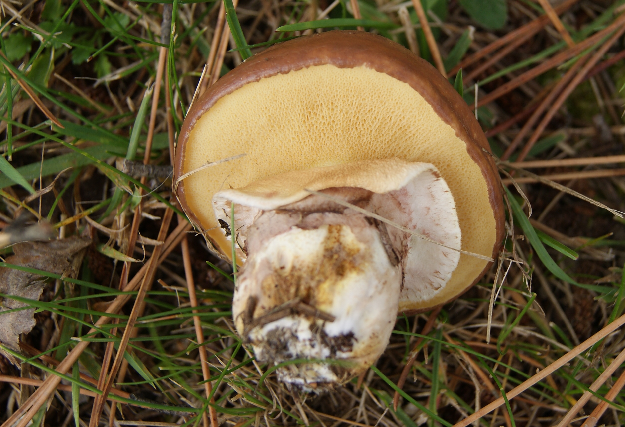 Bolet Couvert de Boue (Nonnette Pleureuse) | La Filière Mauricie