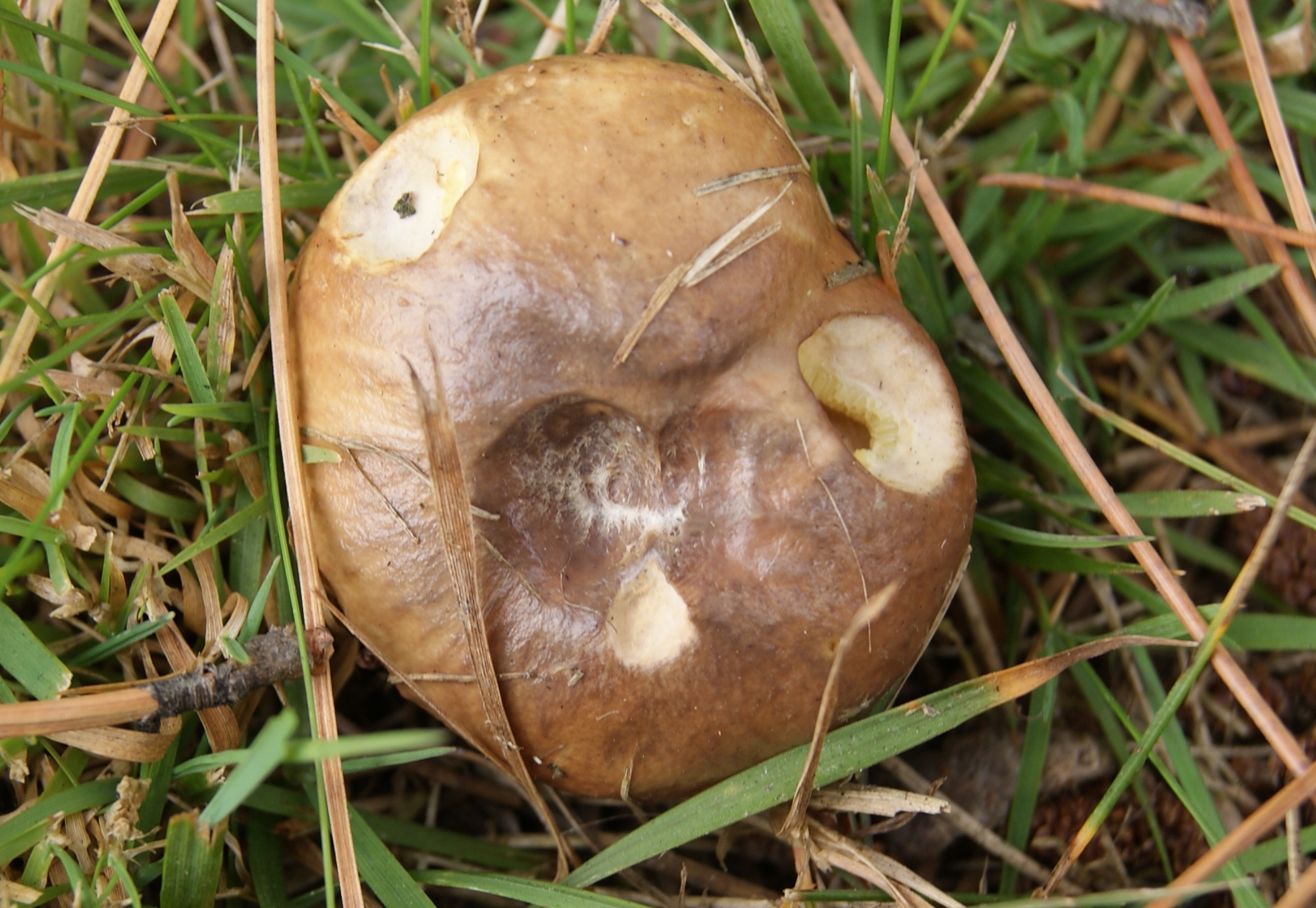 Bolet couvert de boue - Nonnette pleureuse - La Filière Mauricie