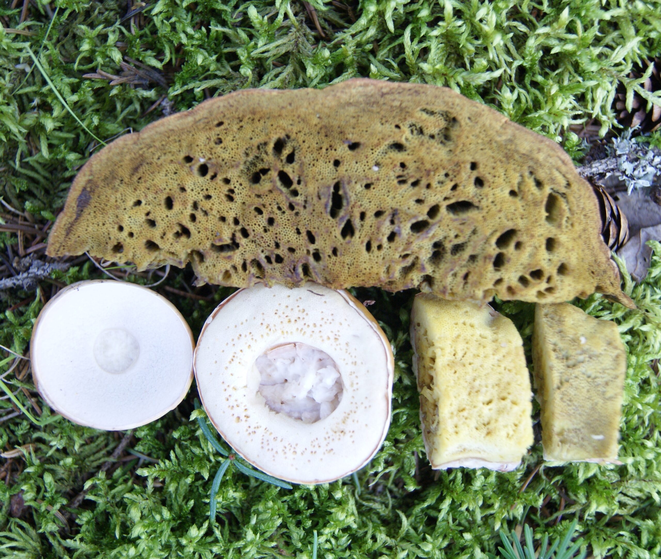Cèpe d’Amérique | Fiche Champignon | La Filière Mauricie