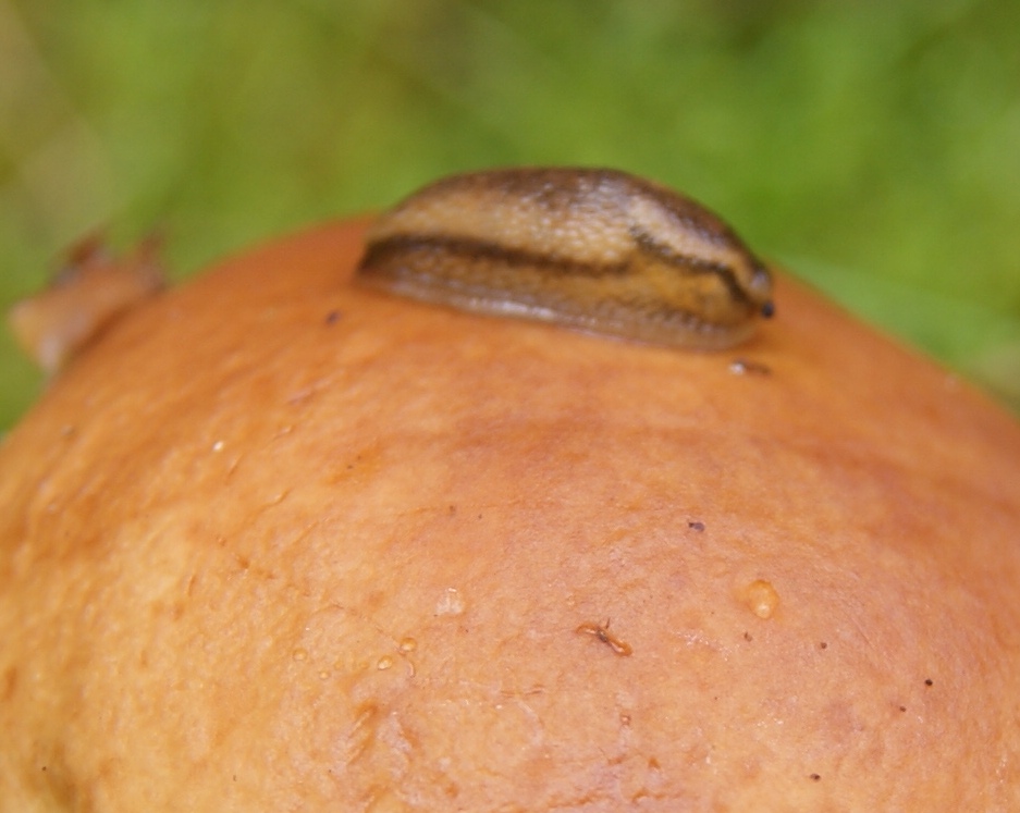 Cèpe d’Amérique | Fiche Champignon | La Filière Mauricie