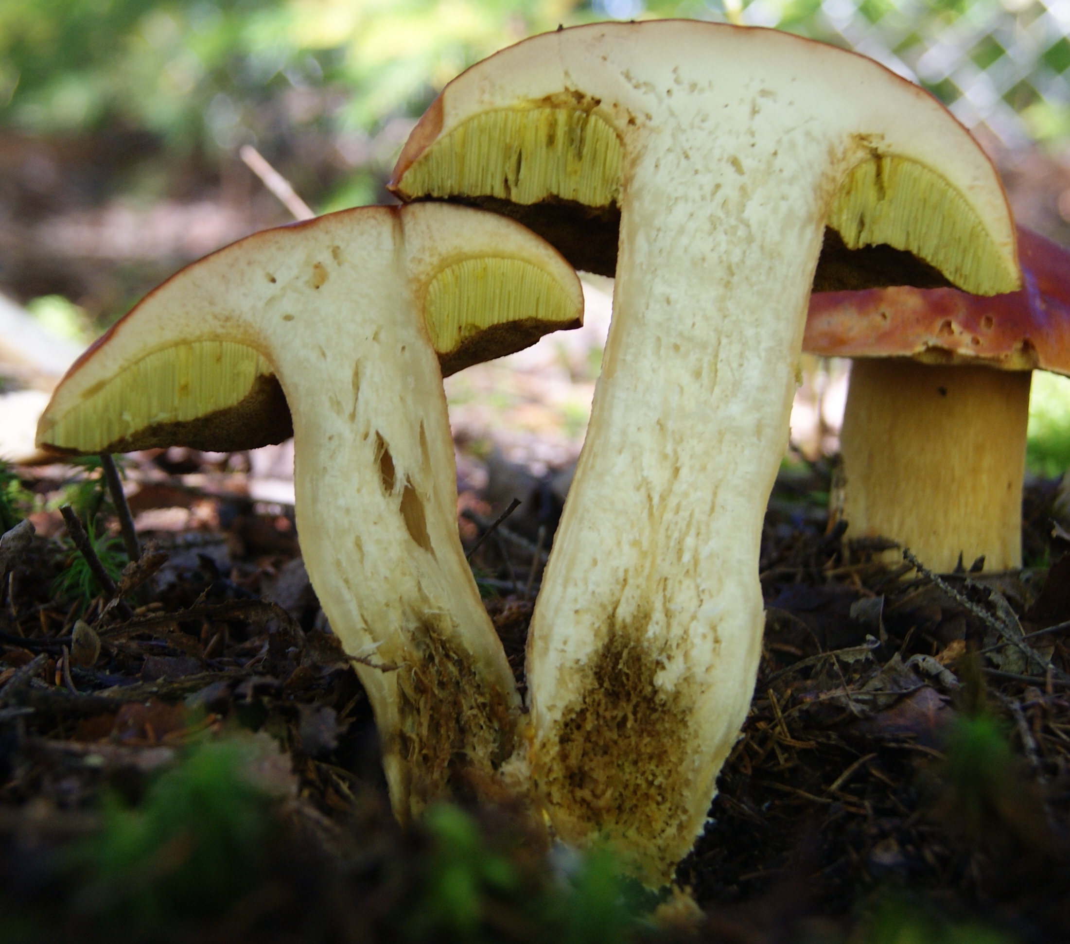 Cèpe d’Amérique | Fiche Champignon | La Filière Mauricie
