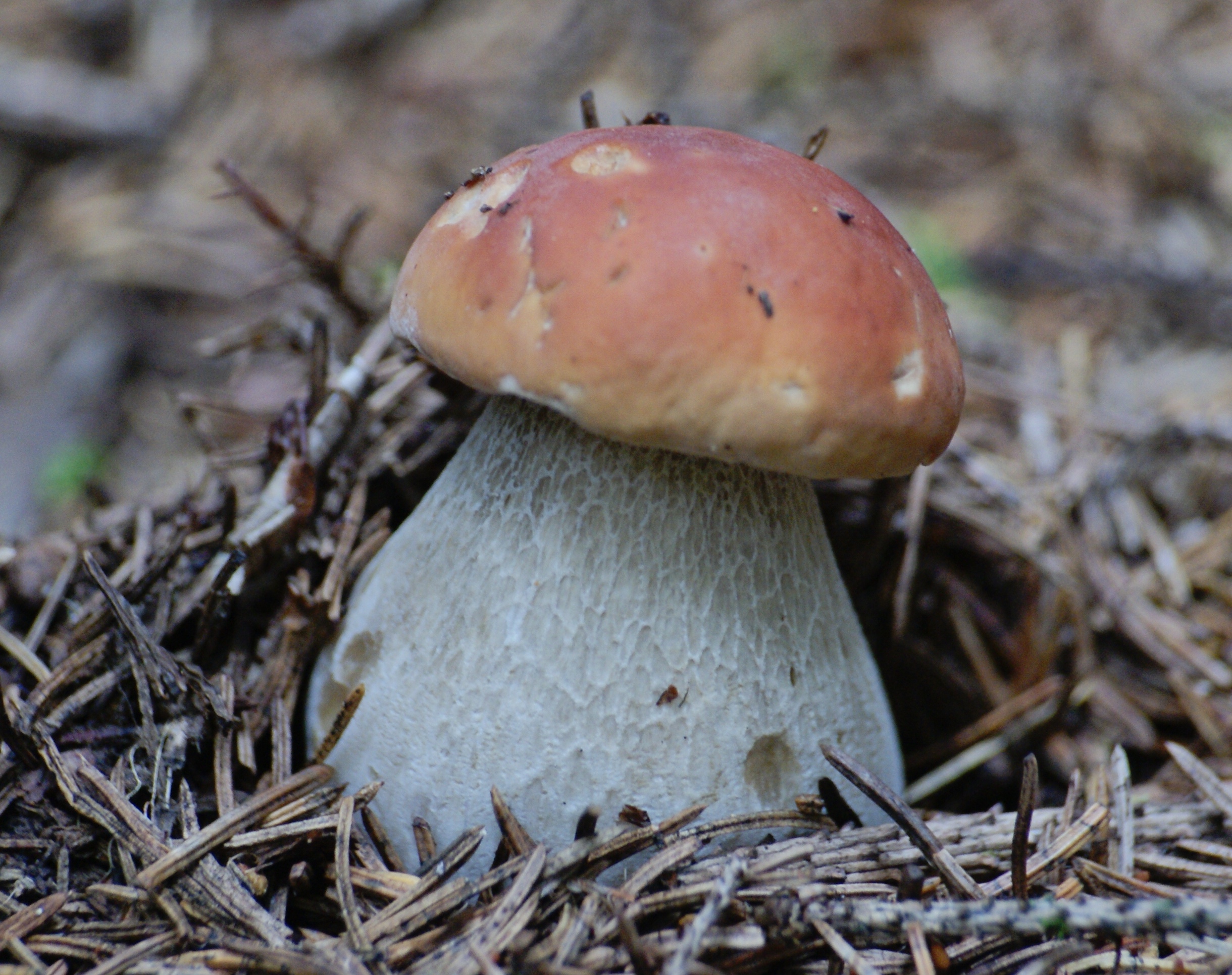 Cèpe d’Amérique | Fiche Champignon | La Filière Mauricie