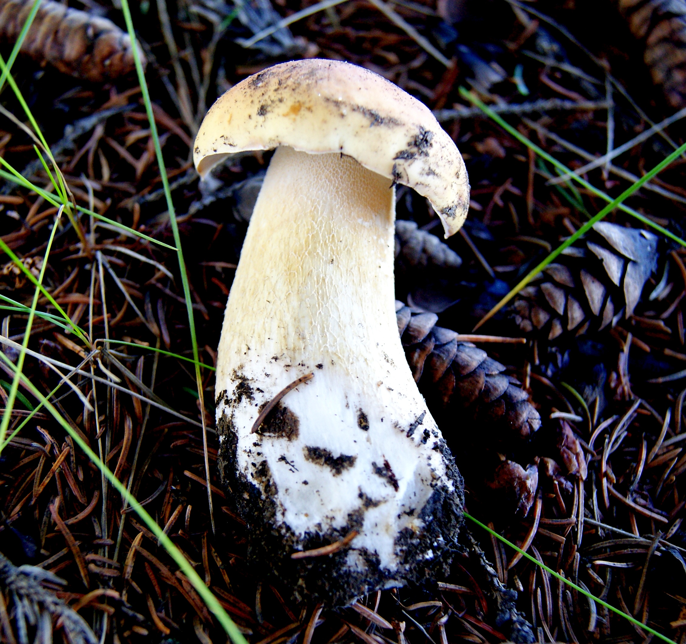 Cèpe d’Amérique | Fiche Champignon | La Filière Mauricie