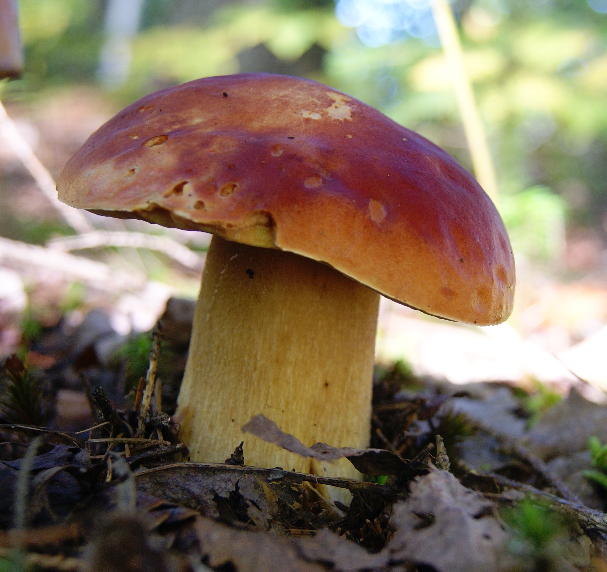 Cèpe d’Amérique | Fiche Champignon | La Filière Mauricie