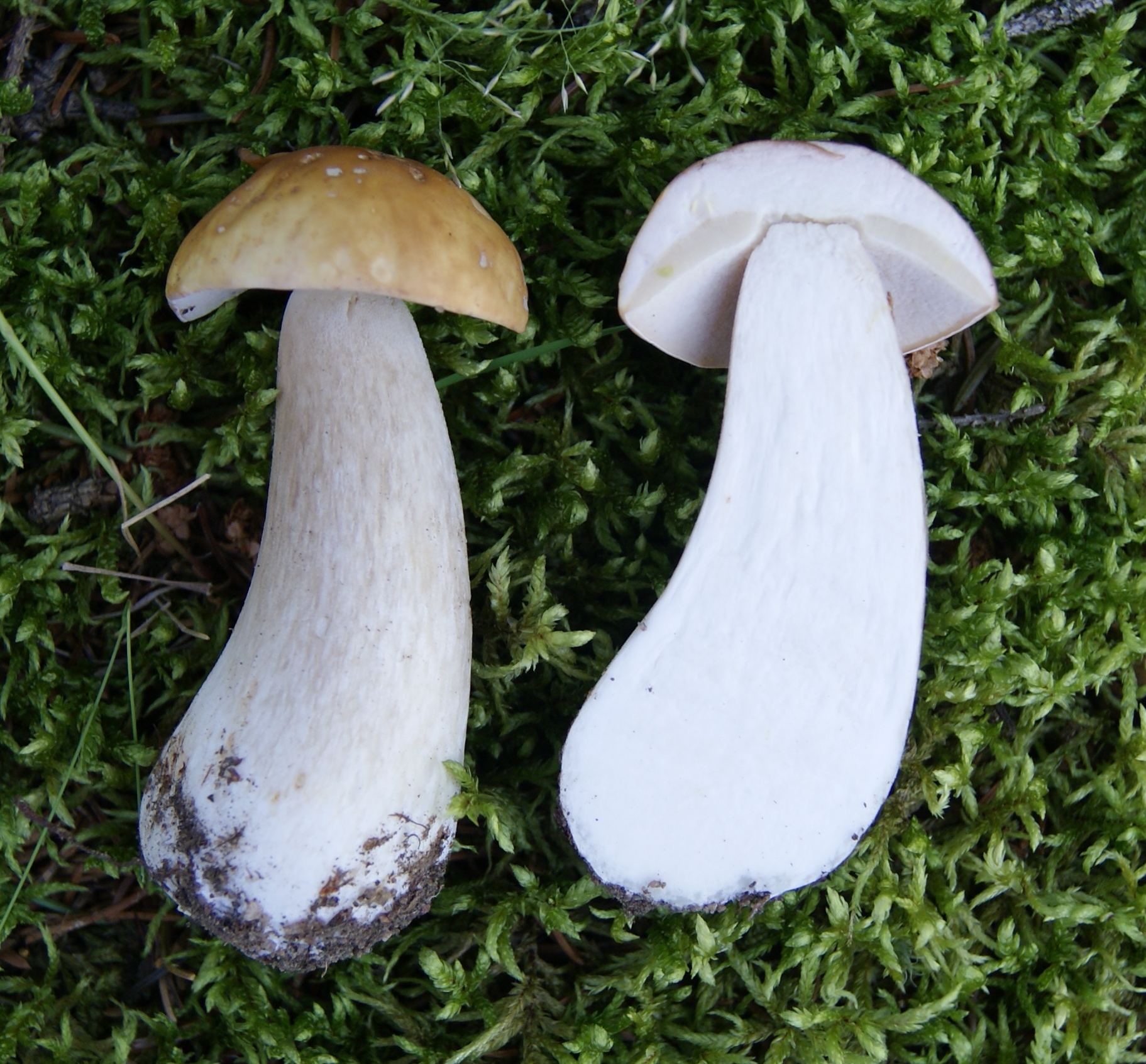 Cèpe d’Amérique | Fiche Champignon | La Filière Mauricie