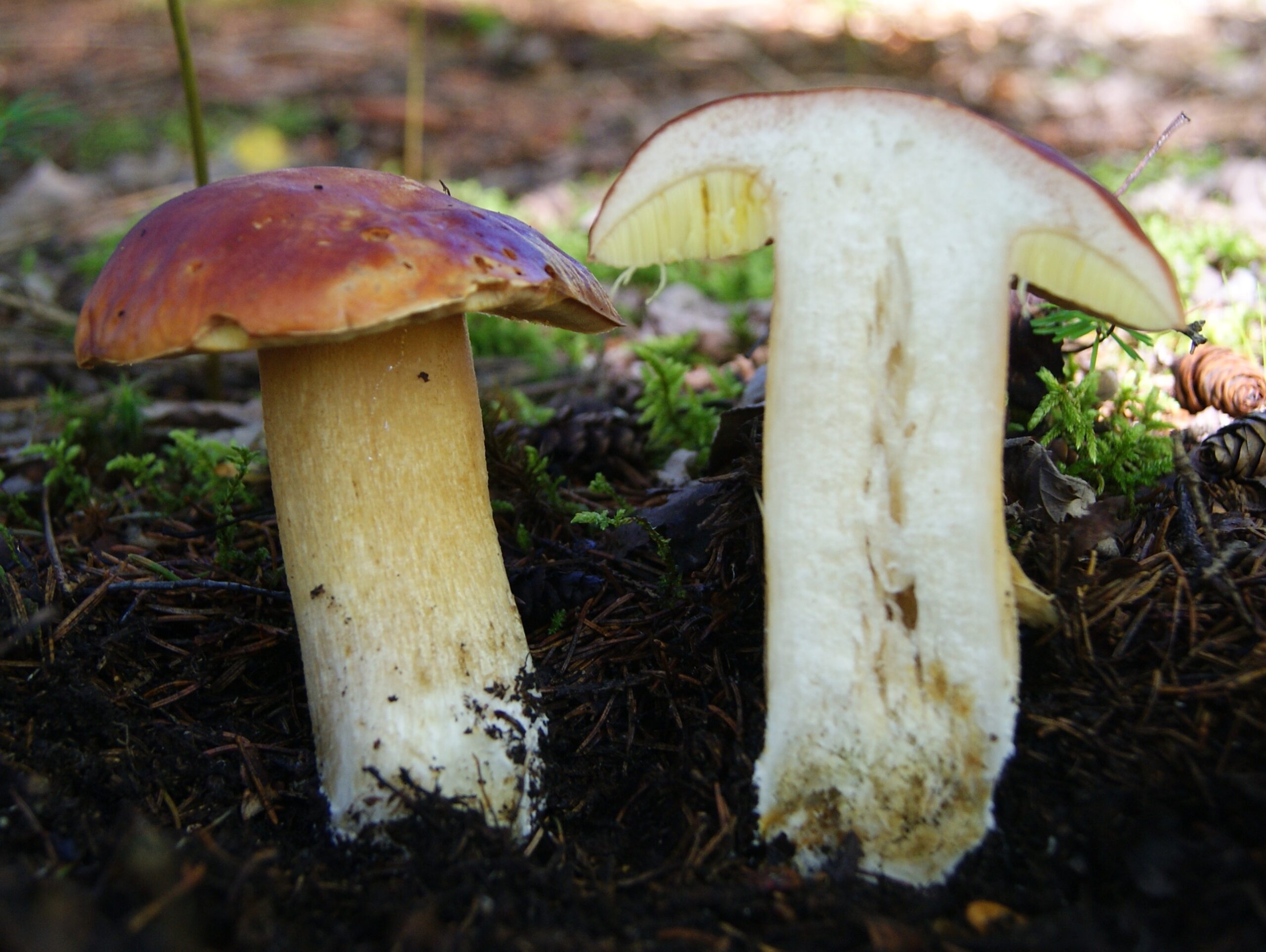 Cèpe d’Amérique | Fiche Champignon | La Filière Mauricie