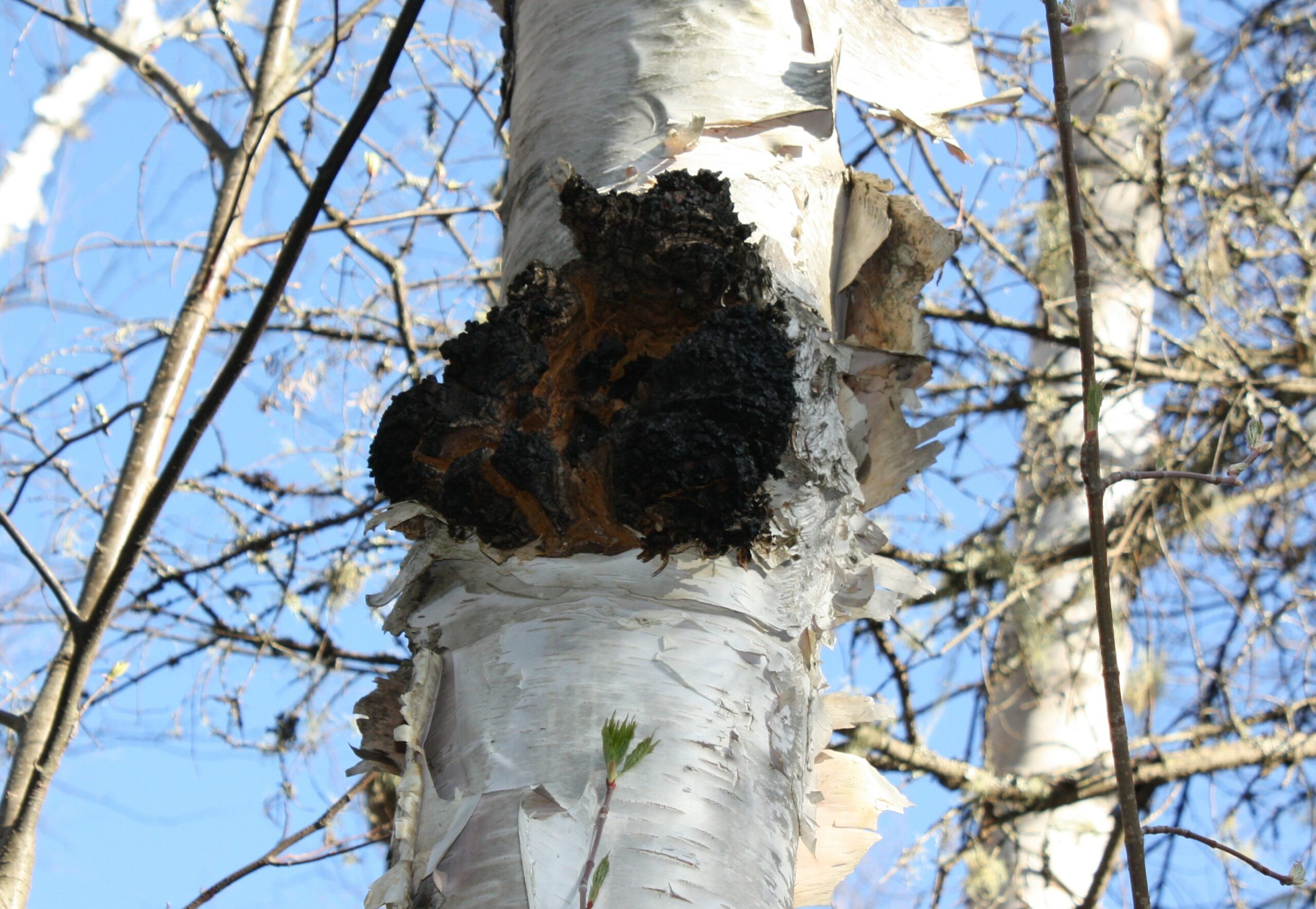 Chaga | Champignon Médicinal du Québec | La Filière Mauricie