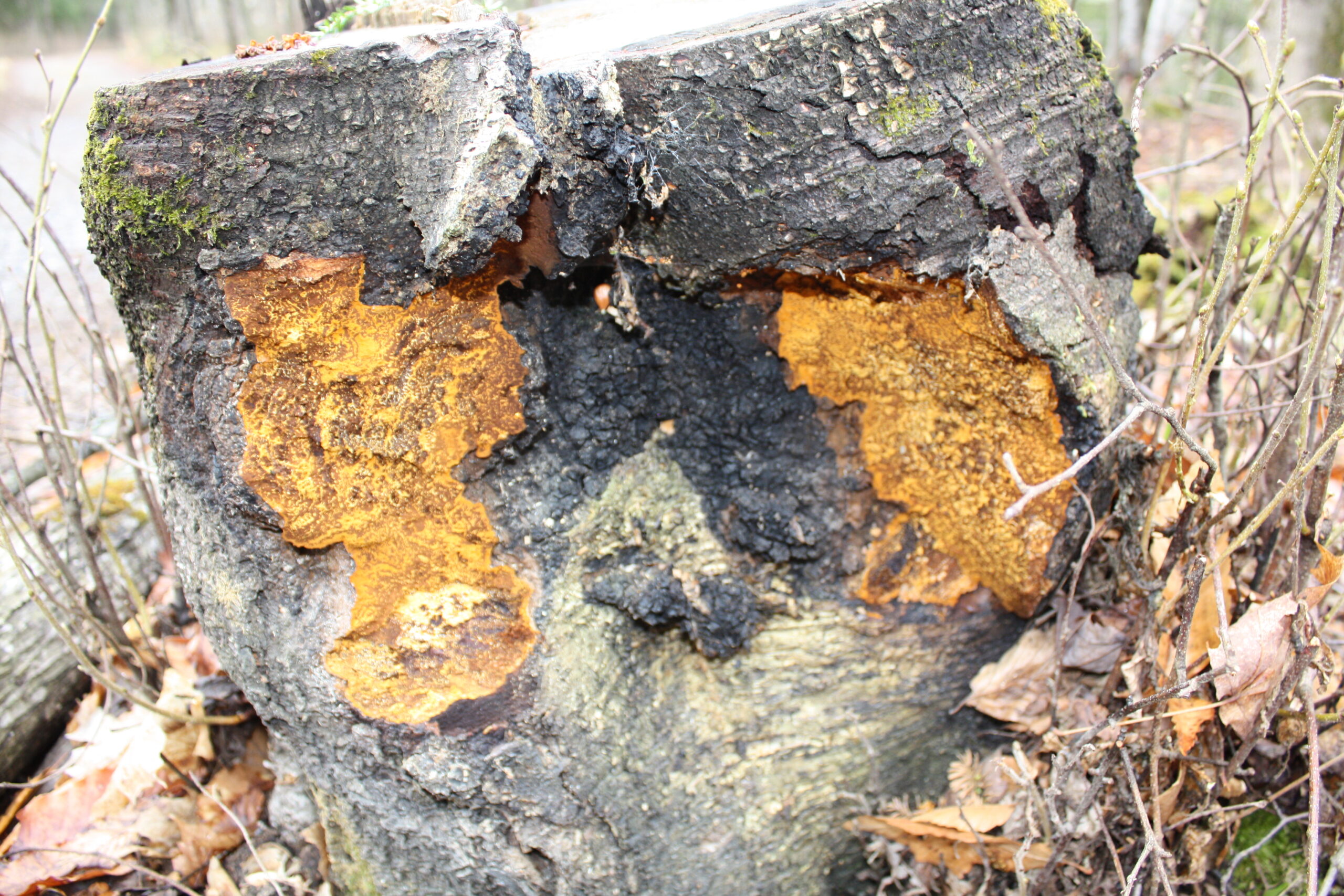 Chaga | Champignon Médicinal du Québec | La Filière Mauricie