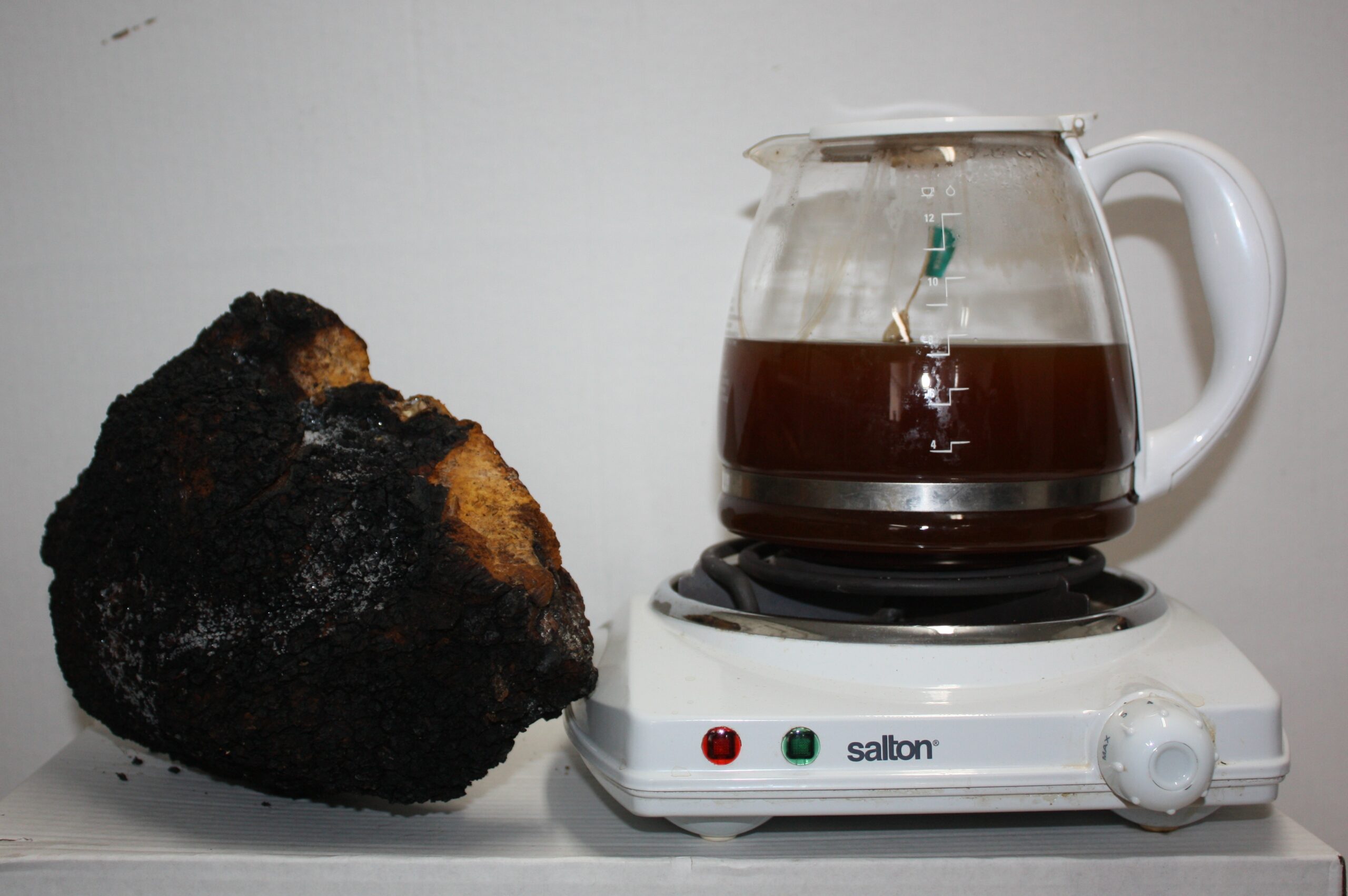 Chaga | Champignon Médicinal du Québec | La Filière Mauricie