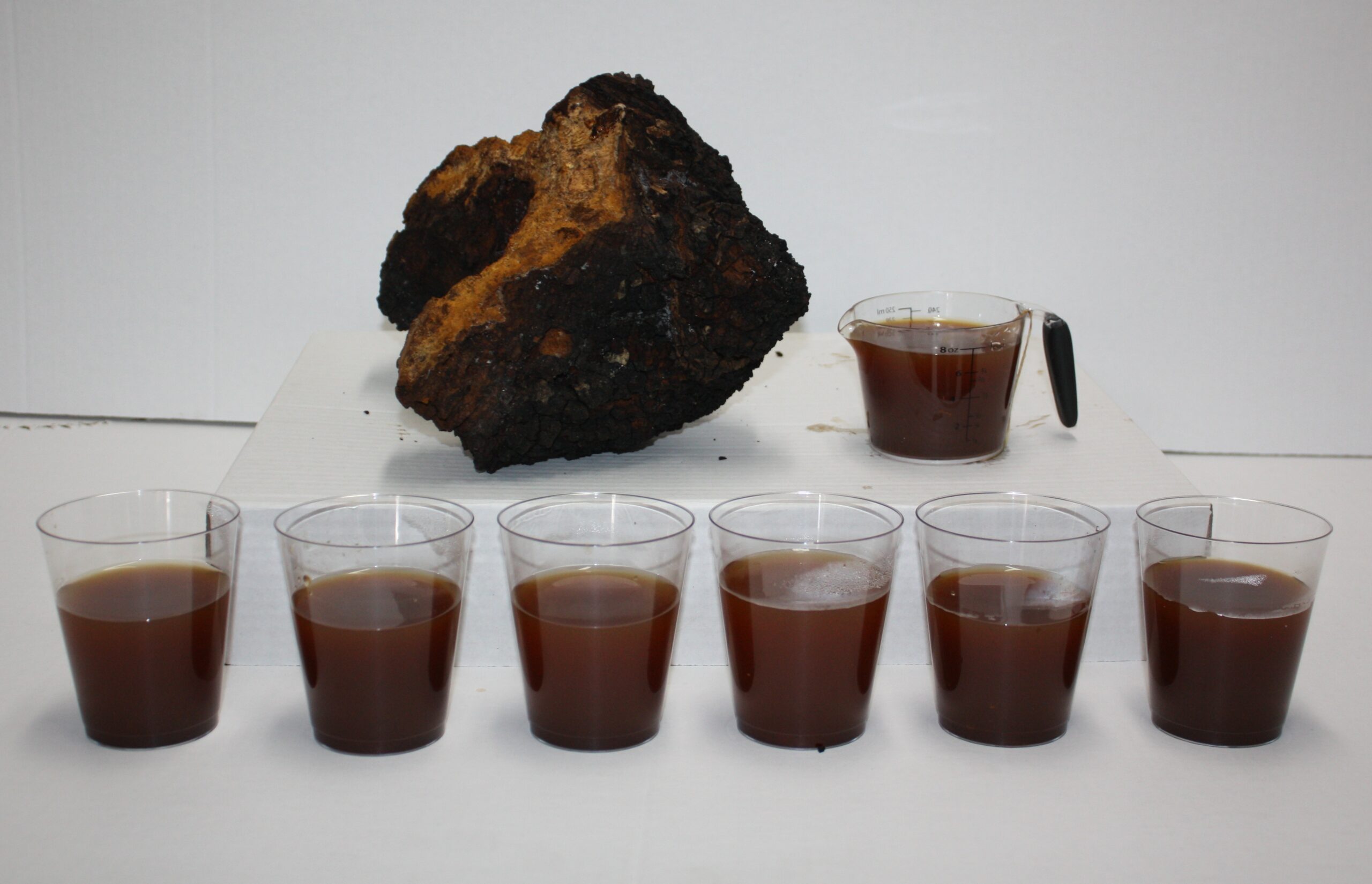 Chaga | Champignon Médicinal du Québec | La Filière Mauricie