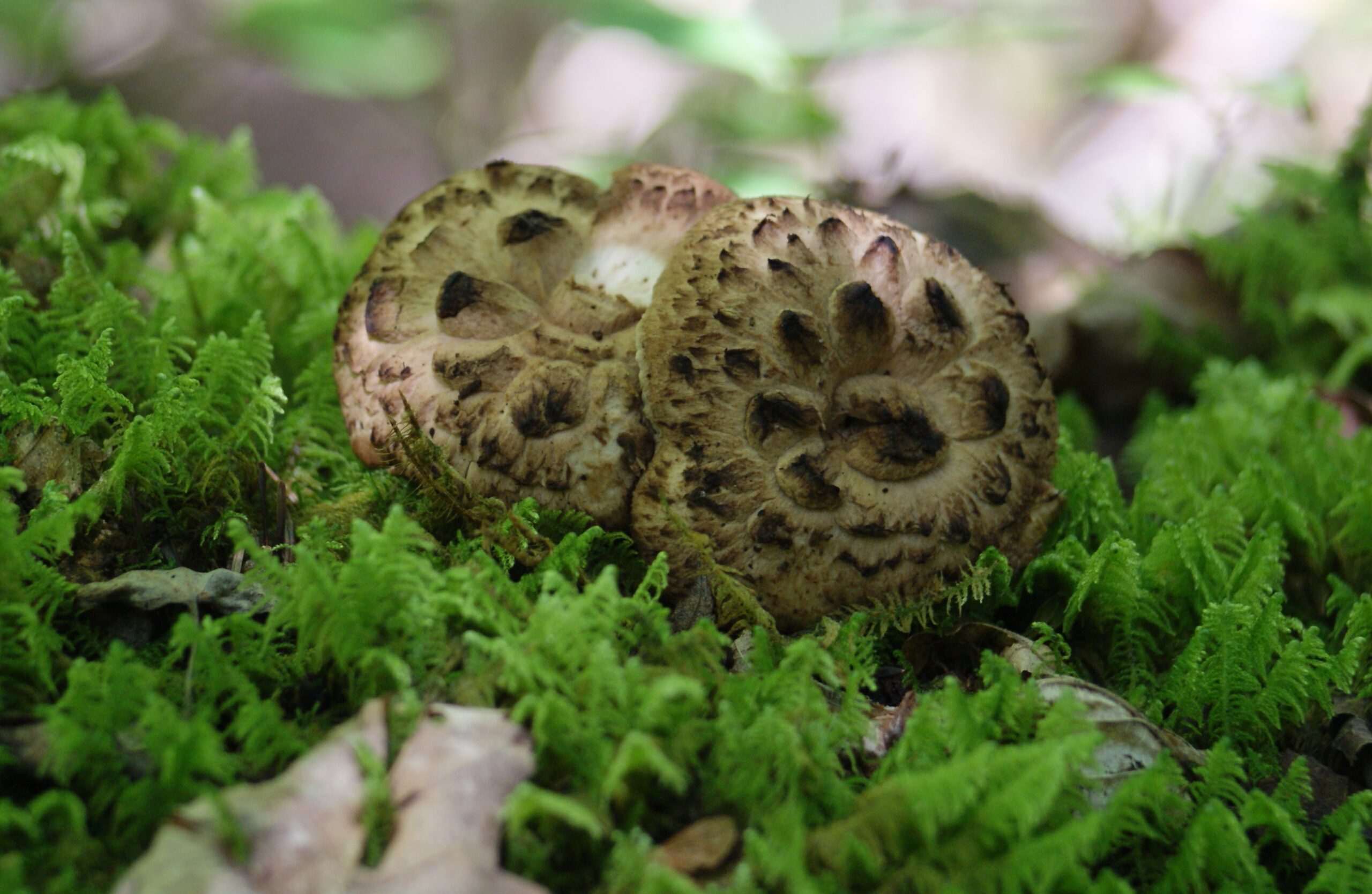 Hydne Écailleux (Champignon Tortue) | La Filière Mauricie