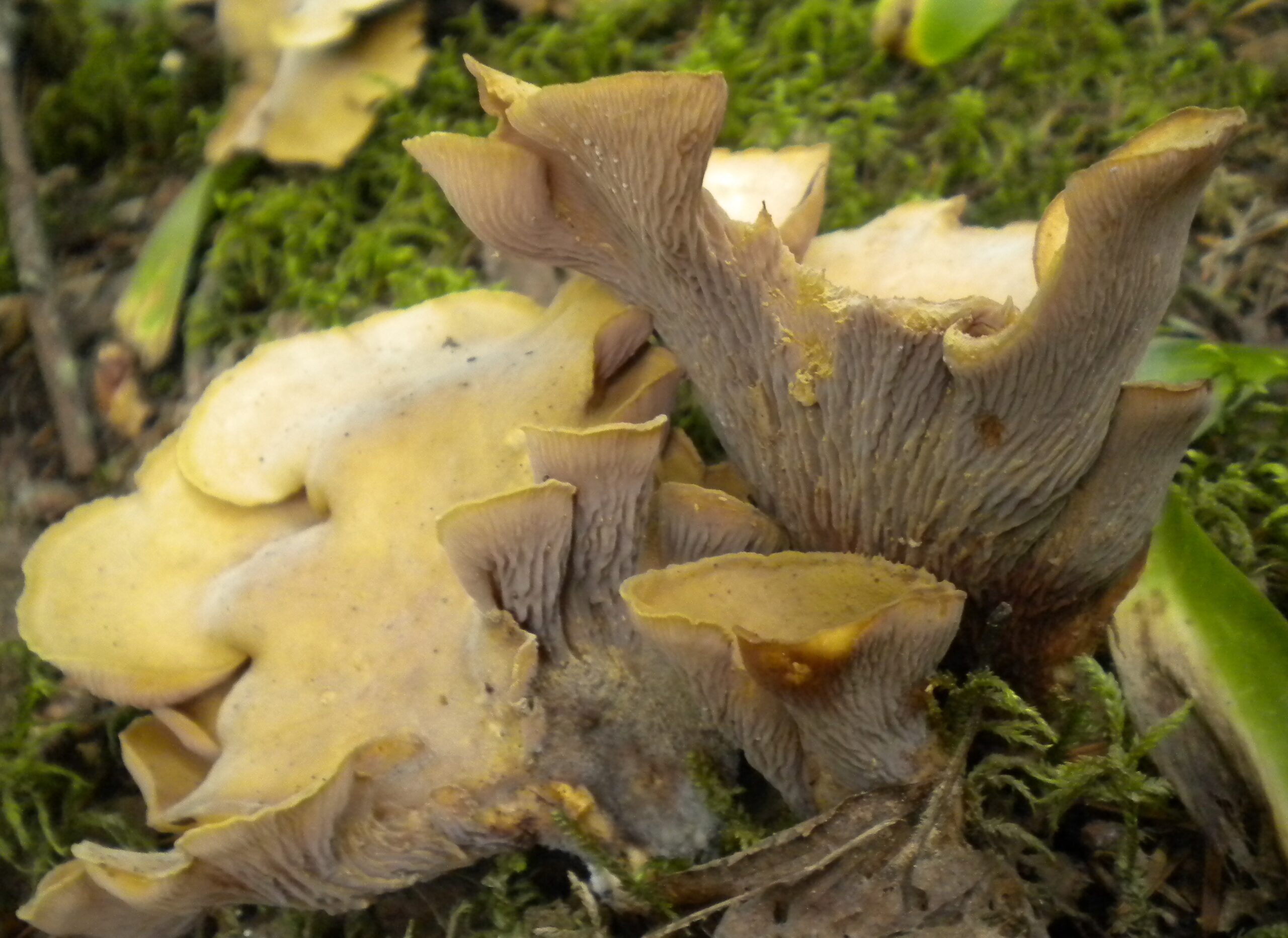 Chanterelle clavaire ou claviforme, gomphe clavé - La Filière Mauricie