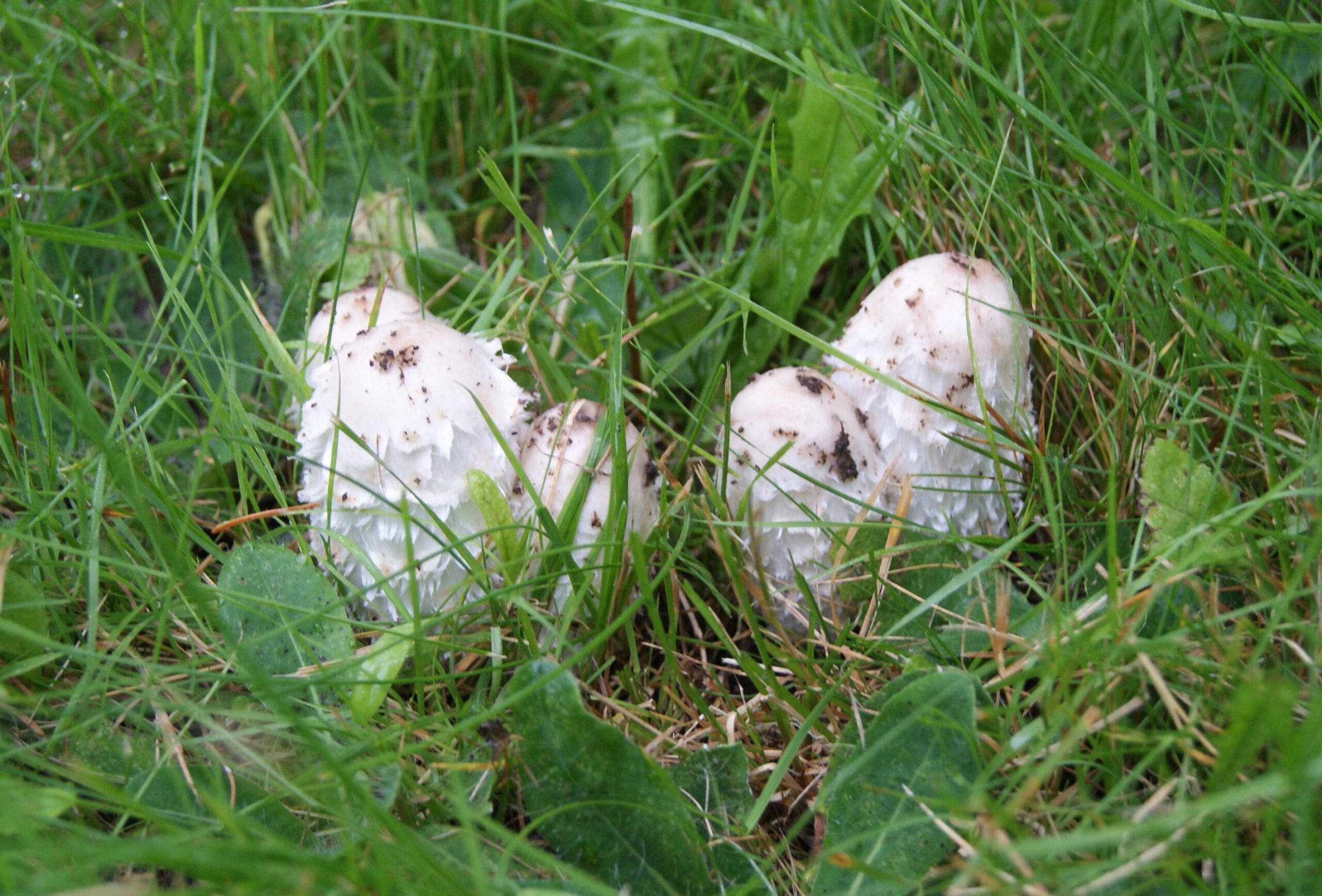 Coprin Chevelu | Fiche d’Identification | La Filière Mauricie