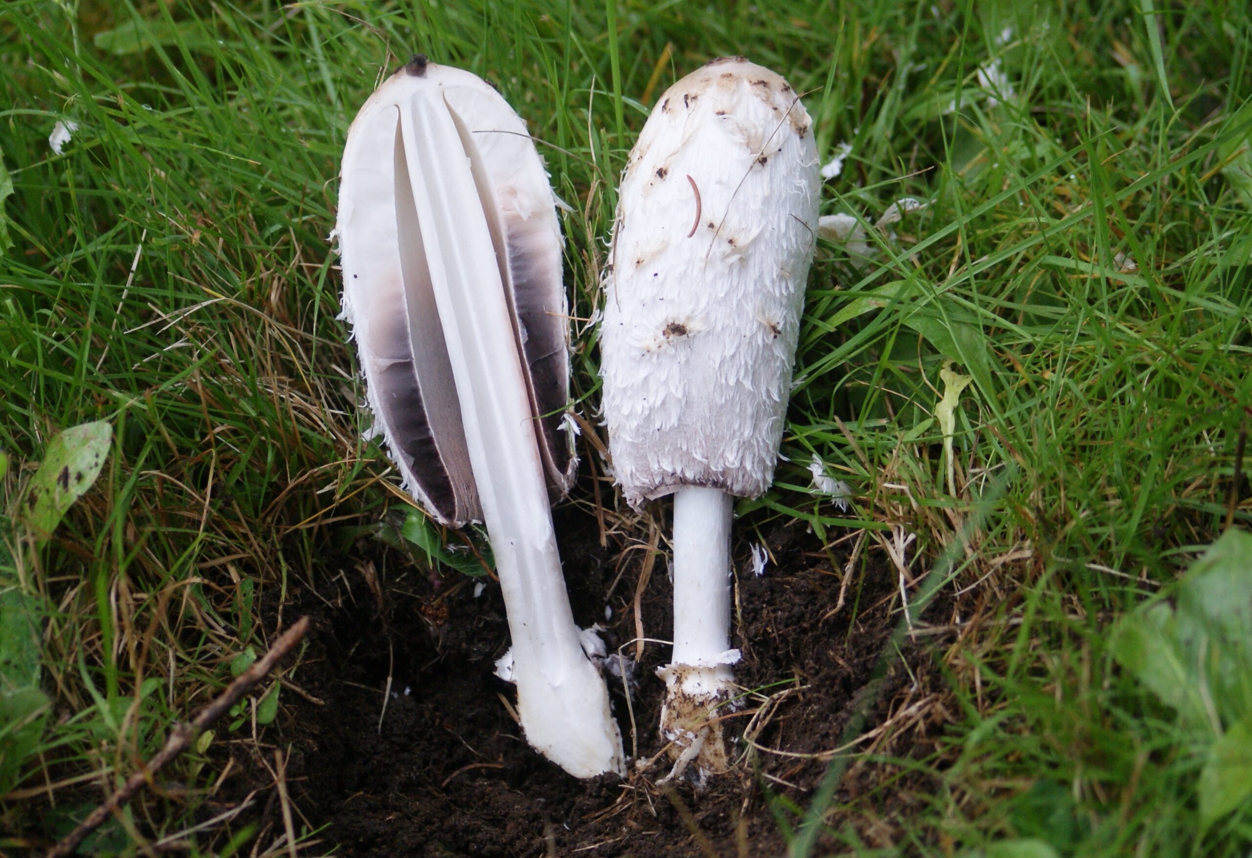 Coprin Chevelu | Fiche d’Identification | La Filière Mauricie
