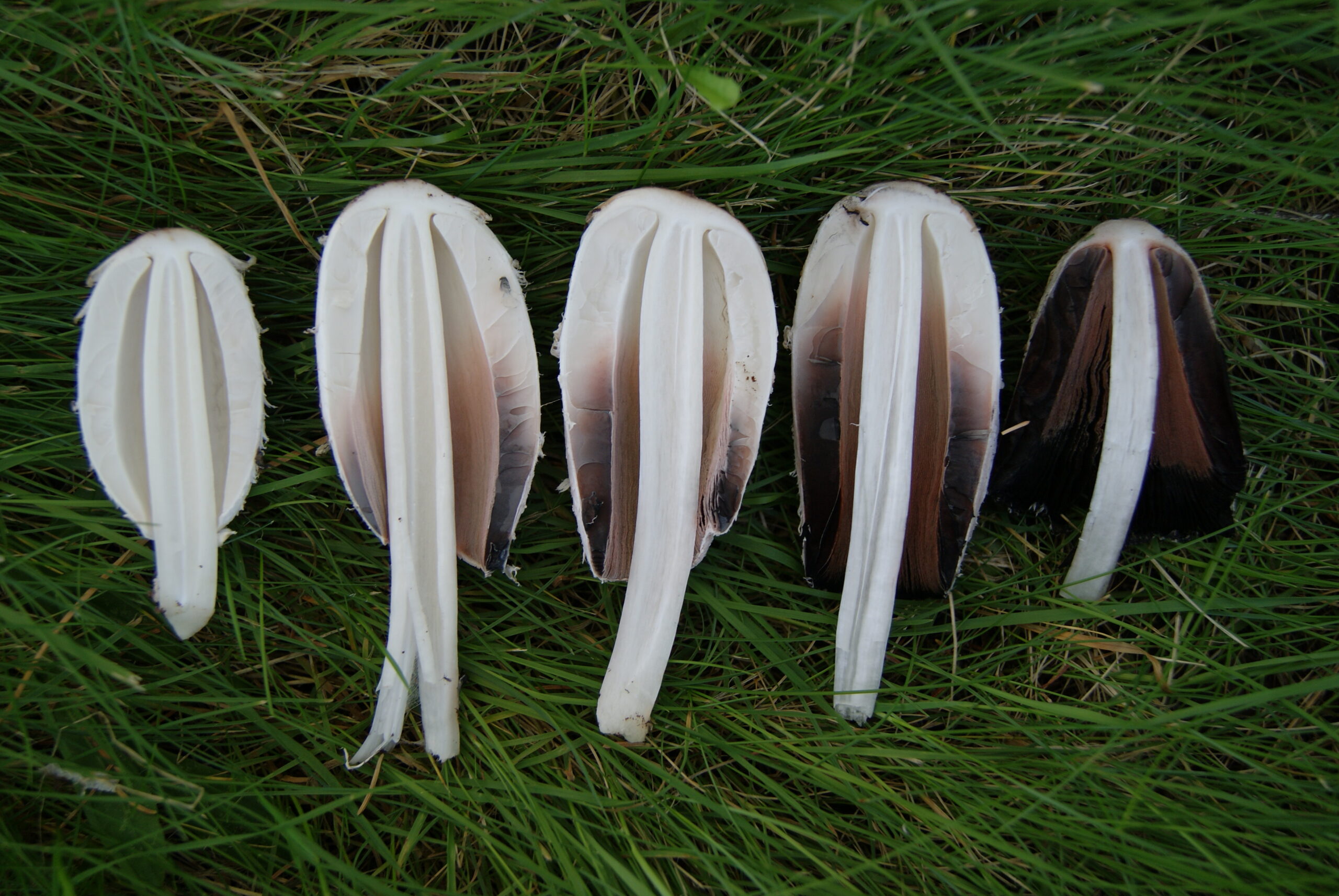 Coprin Chevelu | Fiche d’Identification | La Filière Mauricie