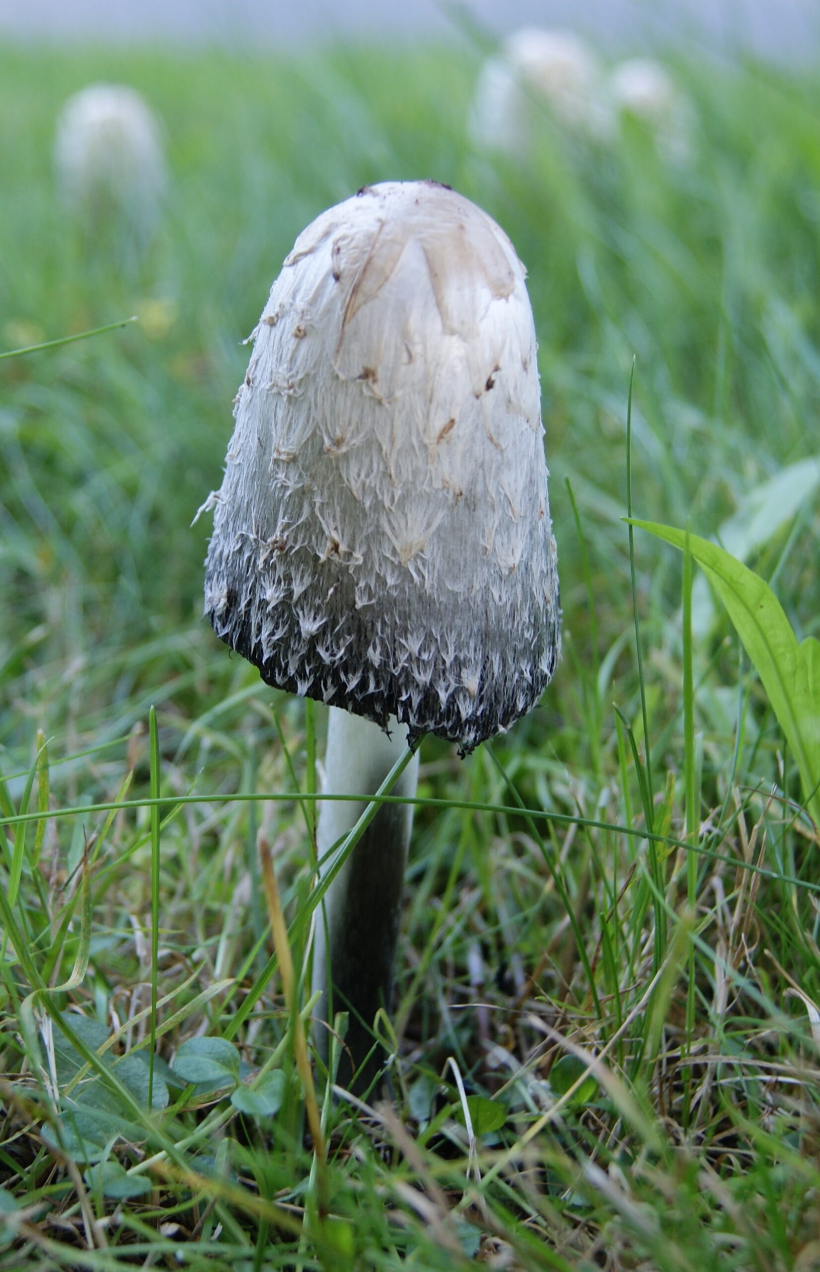 Coprin Chevelu | Fiche d’Identification | La Filière Mauricie