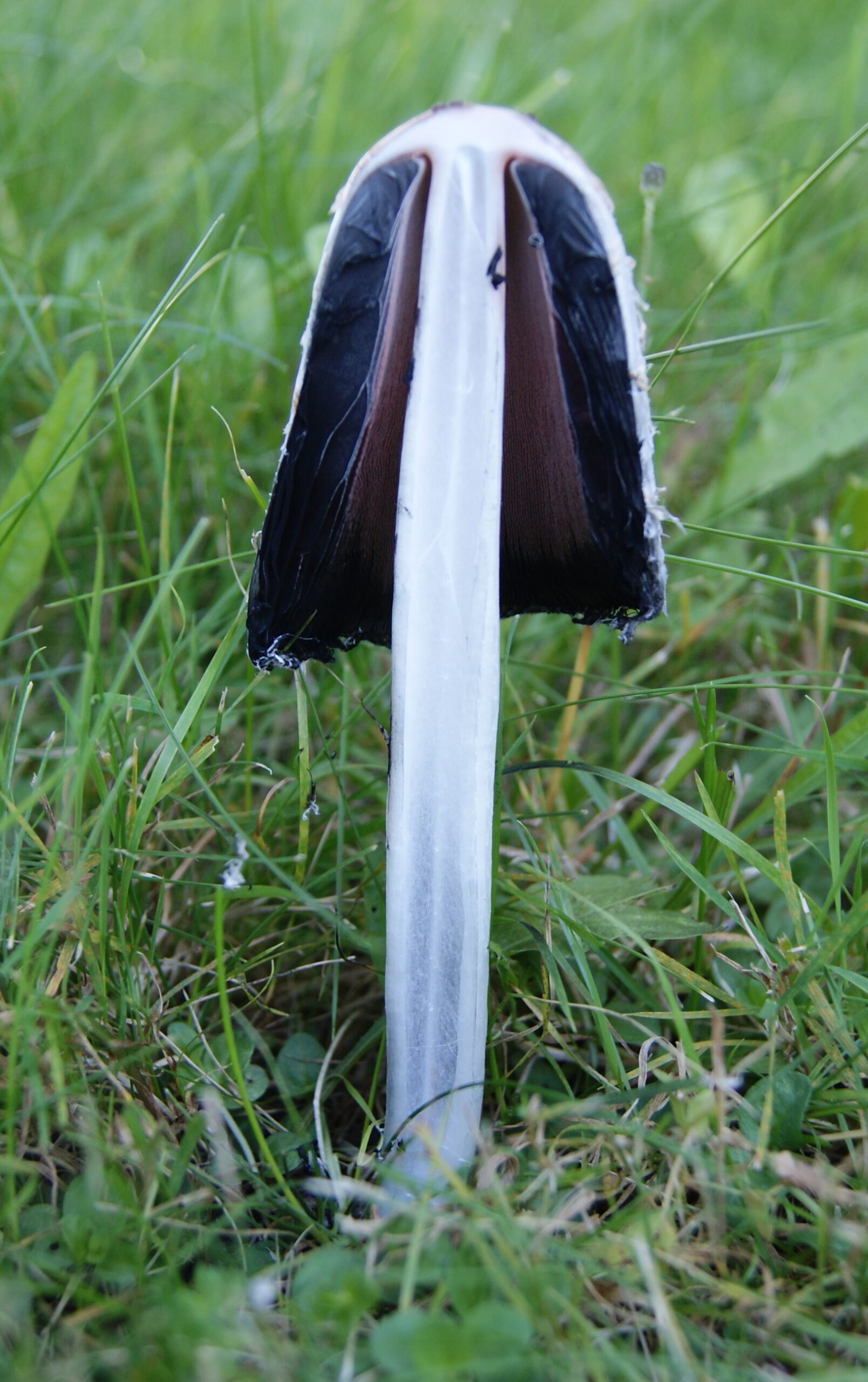 Coprin Chevelu | Fiche d’Identification | La Filière Mauricie