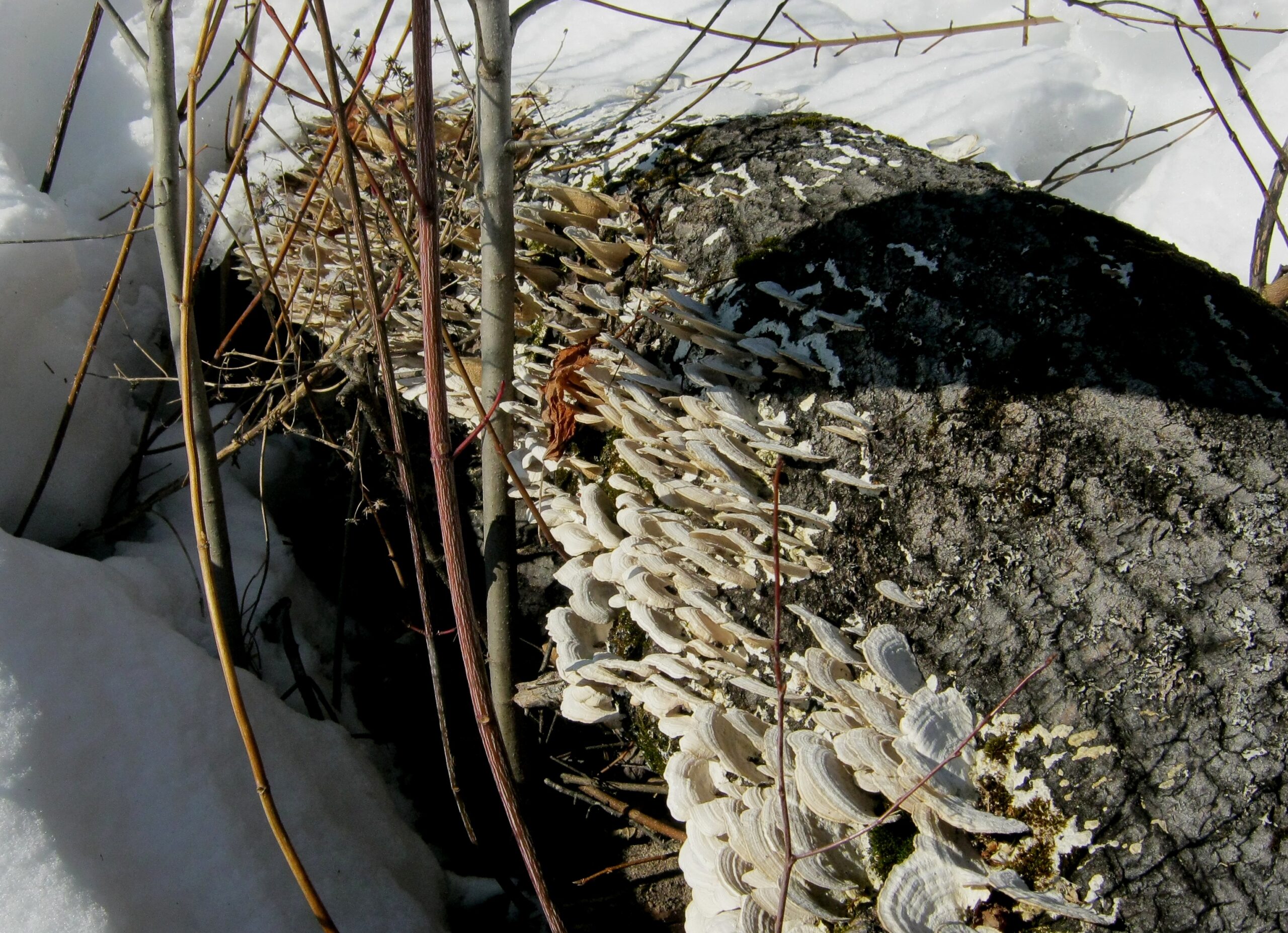 Coriolus (Tramète Versicolore) | Fiche Champignon | La Filière Mauricie