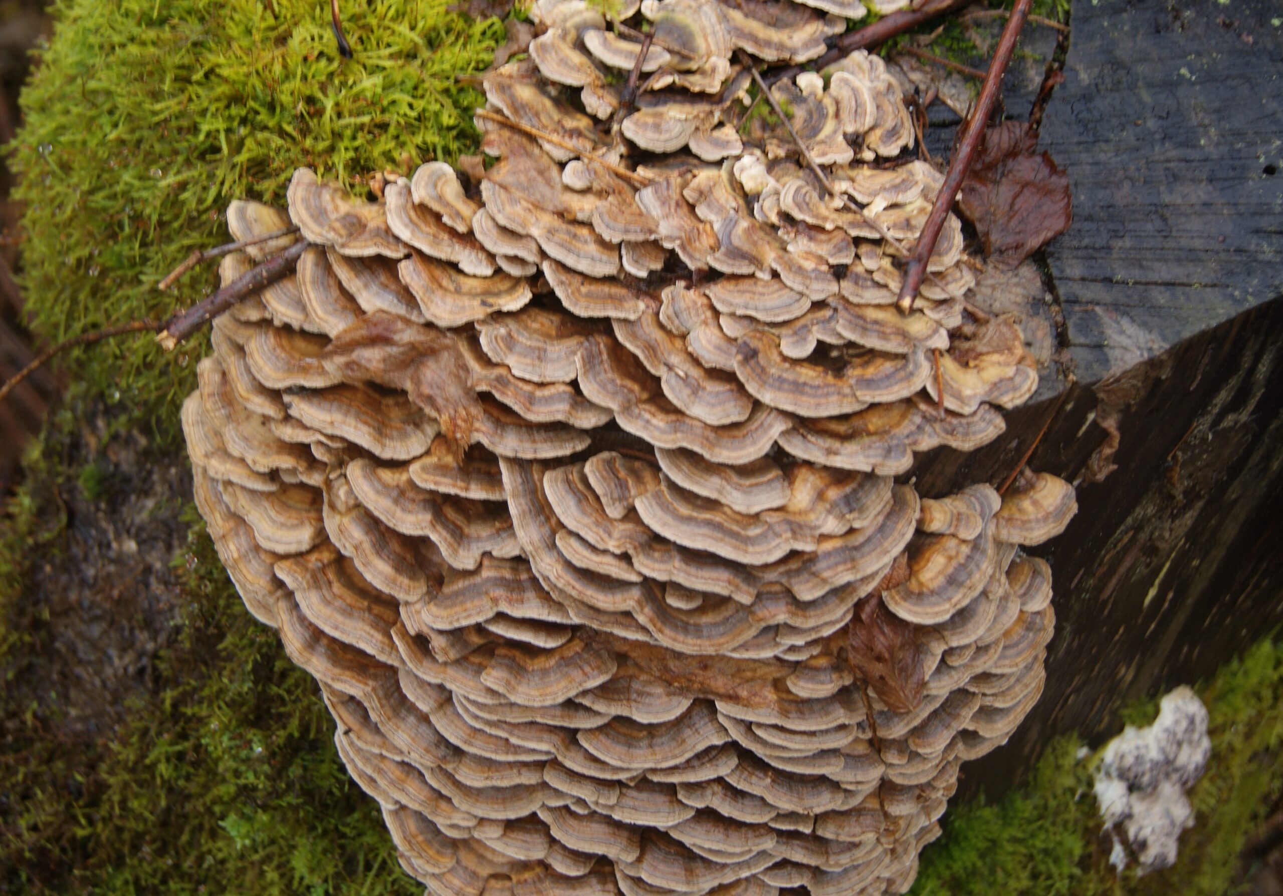 Coriolus (Tramète Versicolore) | Fiche Champignon | La Filière Mauricie