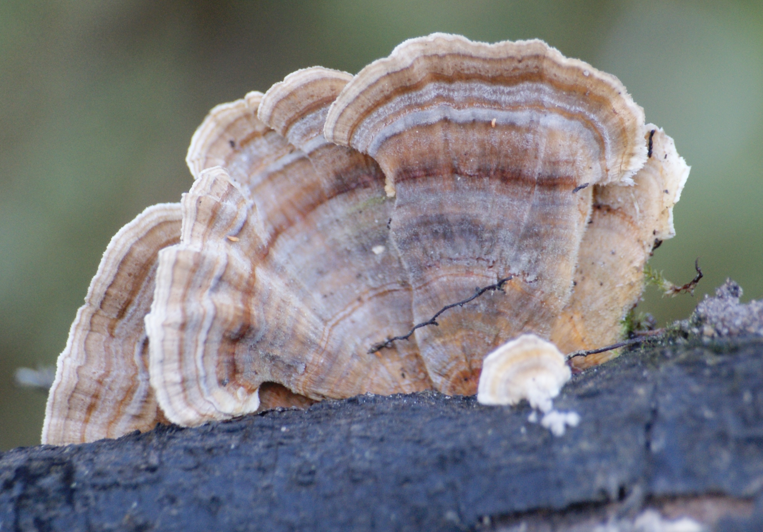 Coriolus (Tramète Versicolore) | Fiche Champignon | La Filière Mauricie